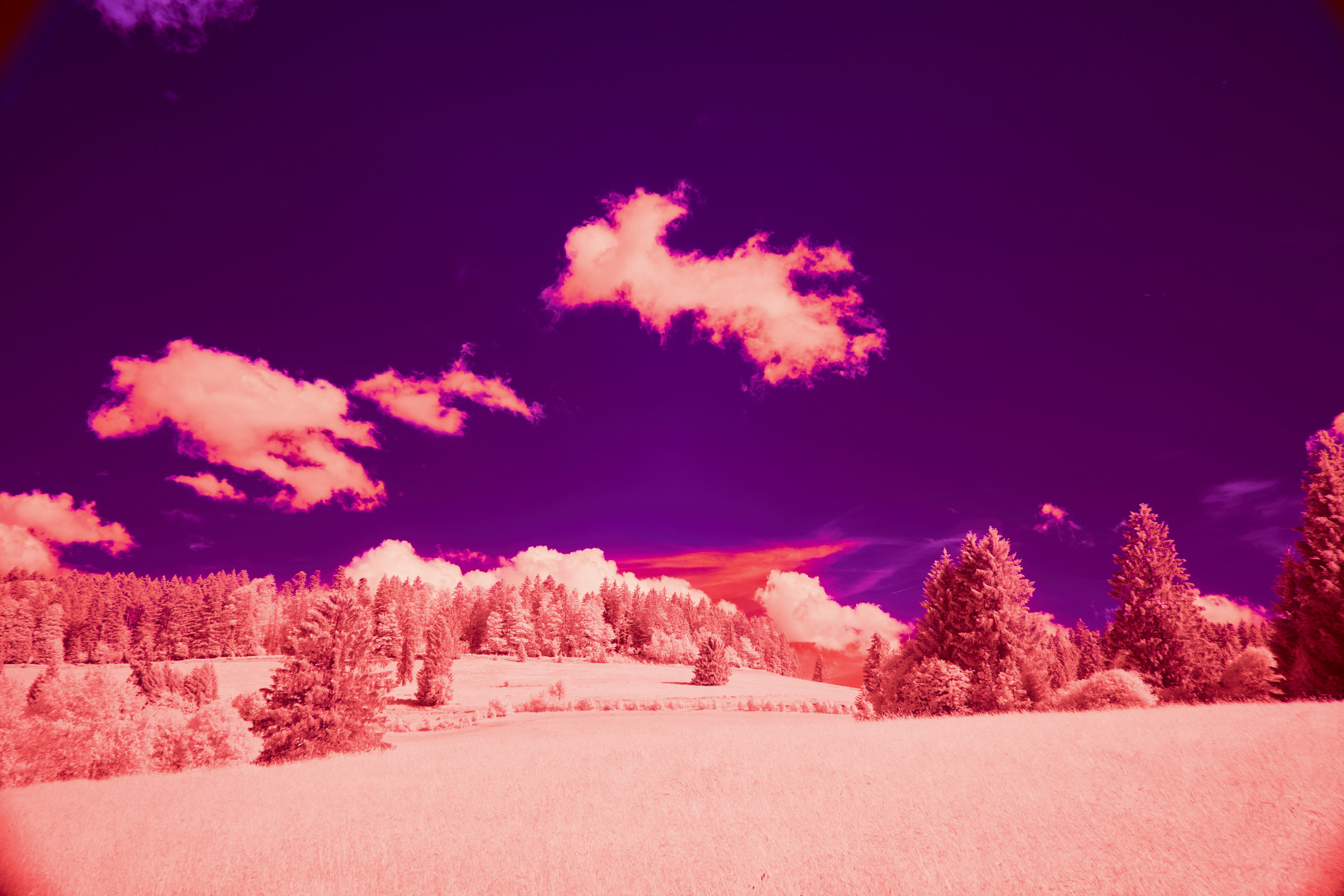 Infrared Dawn over Frosted Pines