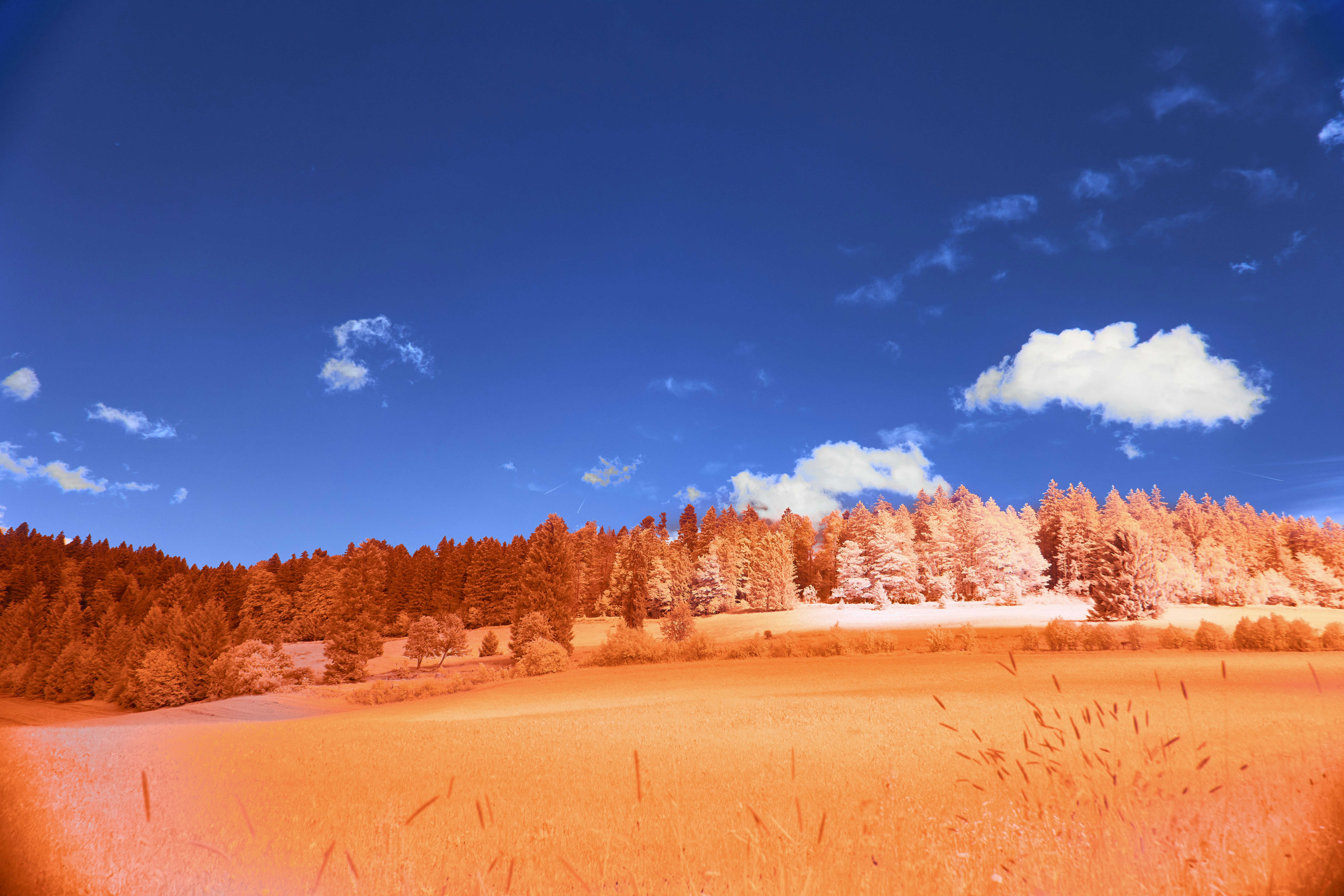 Infrared Hills: A Velvet Field Beneath a Cerulean Sky