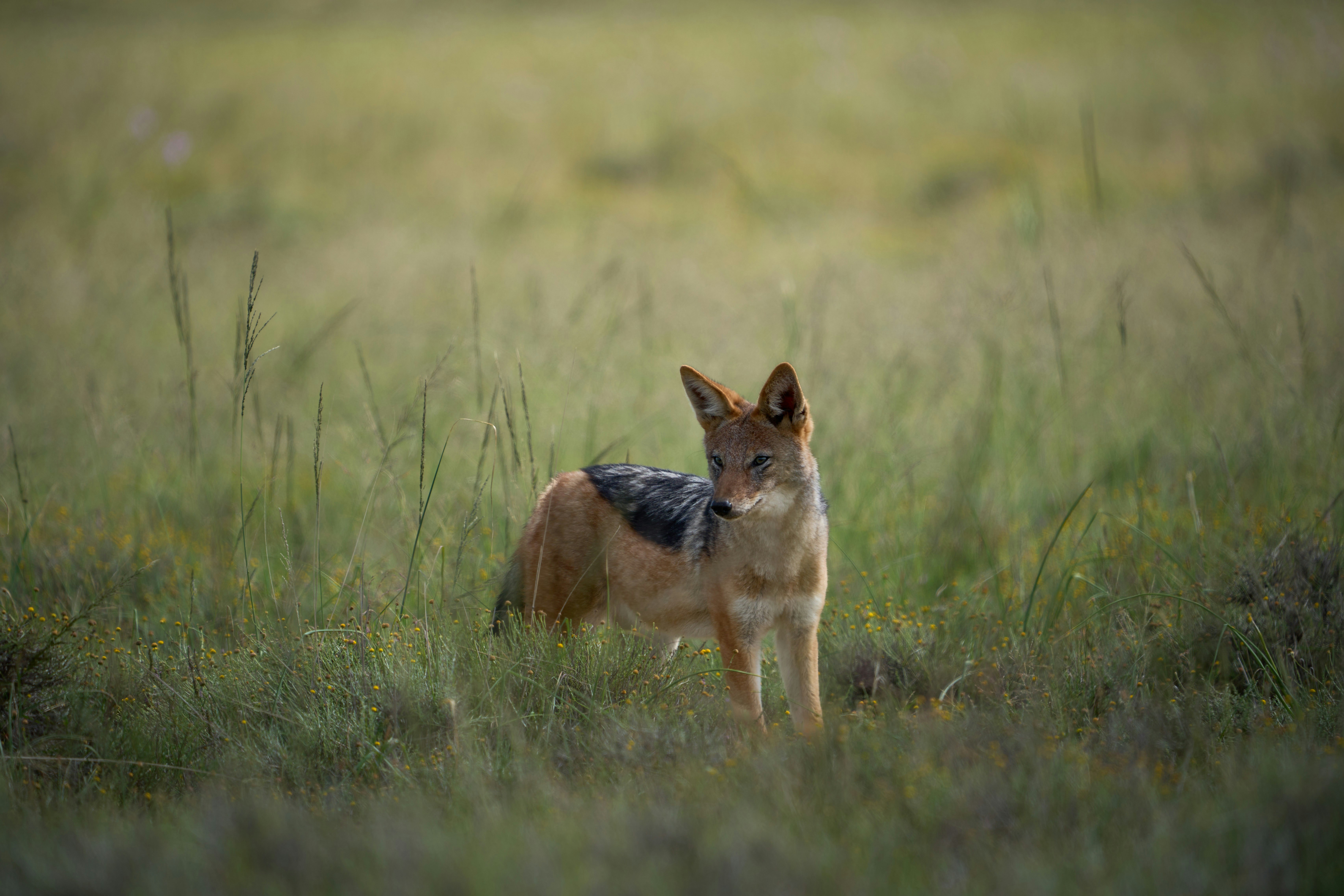 Midfield Fox in Soft Pasture