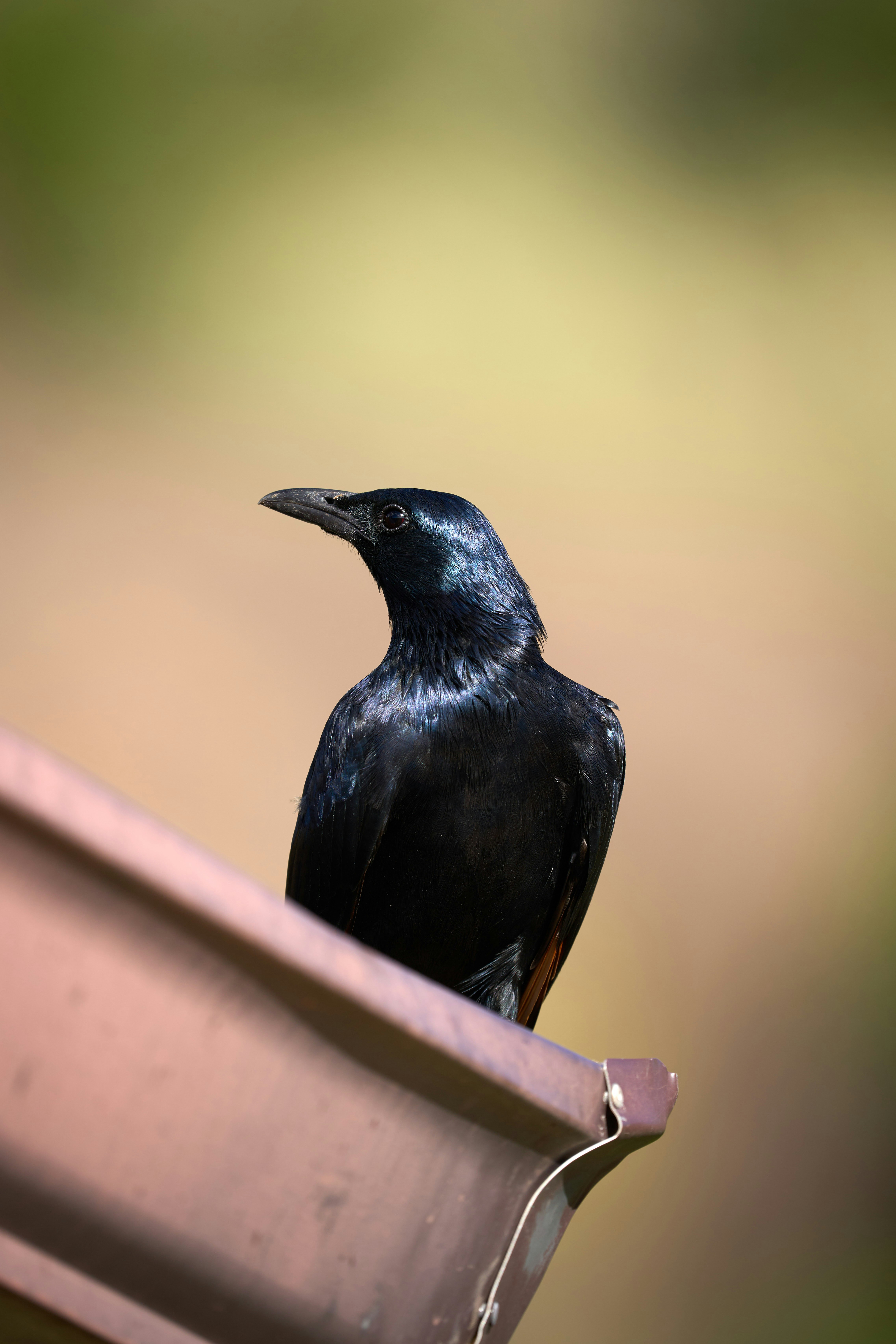 Midday Sentinel on a Rusty Ridge