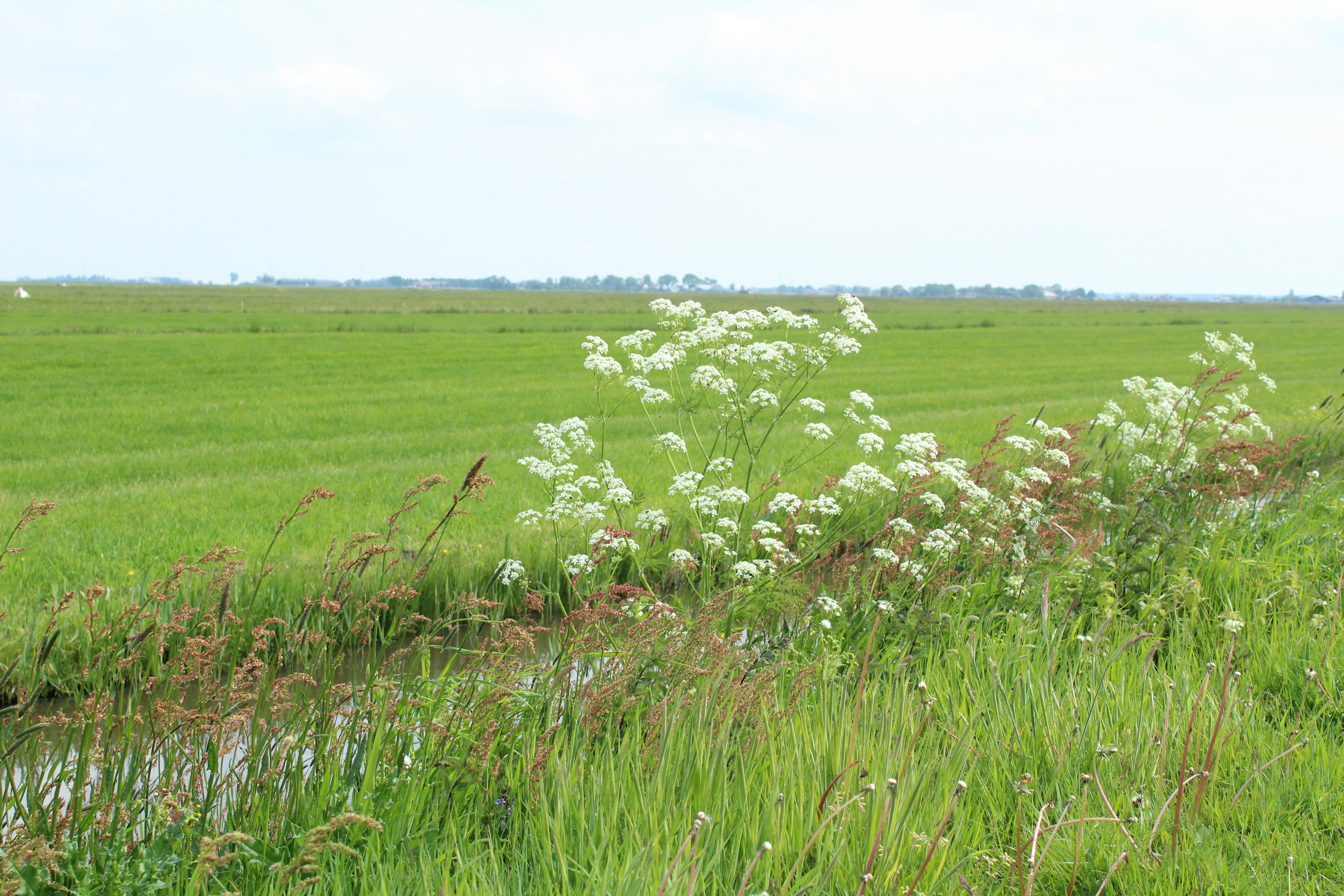 White-topped wildflowers at the edge of a vast green field