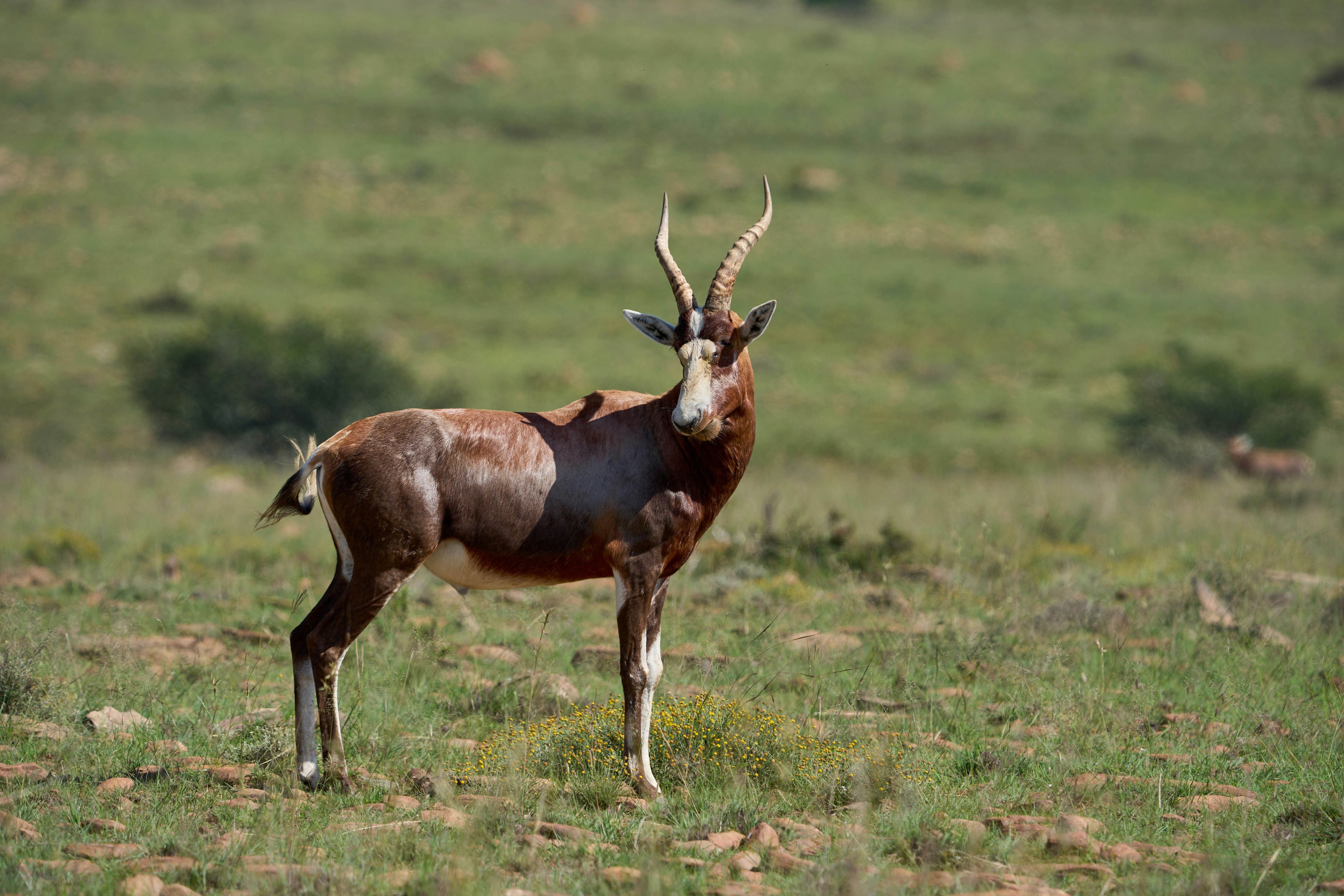 Grazing Gazelle: A Quiet Stare Across the Savanna
