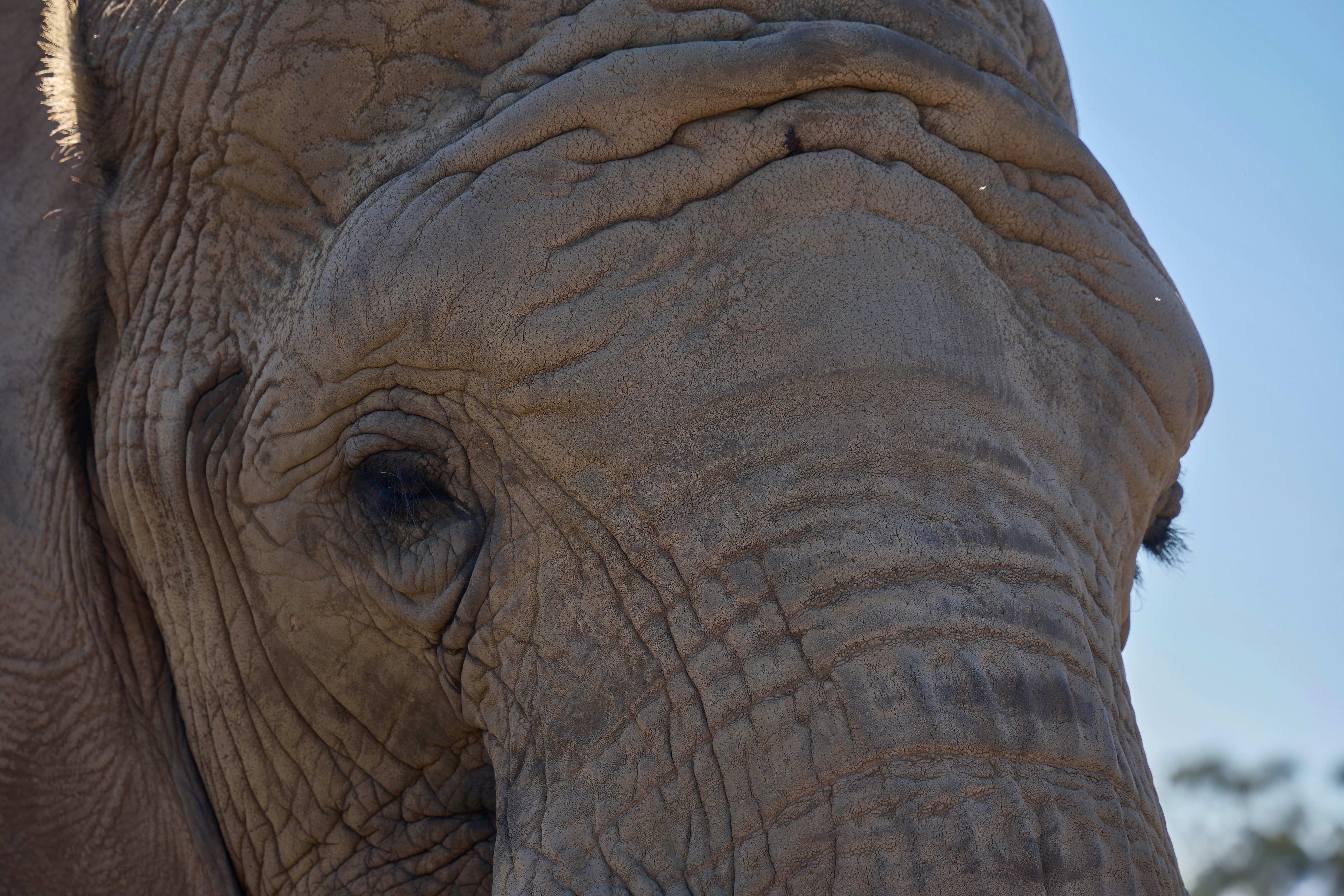 Close-Up of Elephant Skin: Textured Creases and Gentle Eye