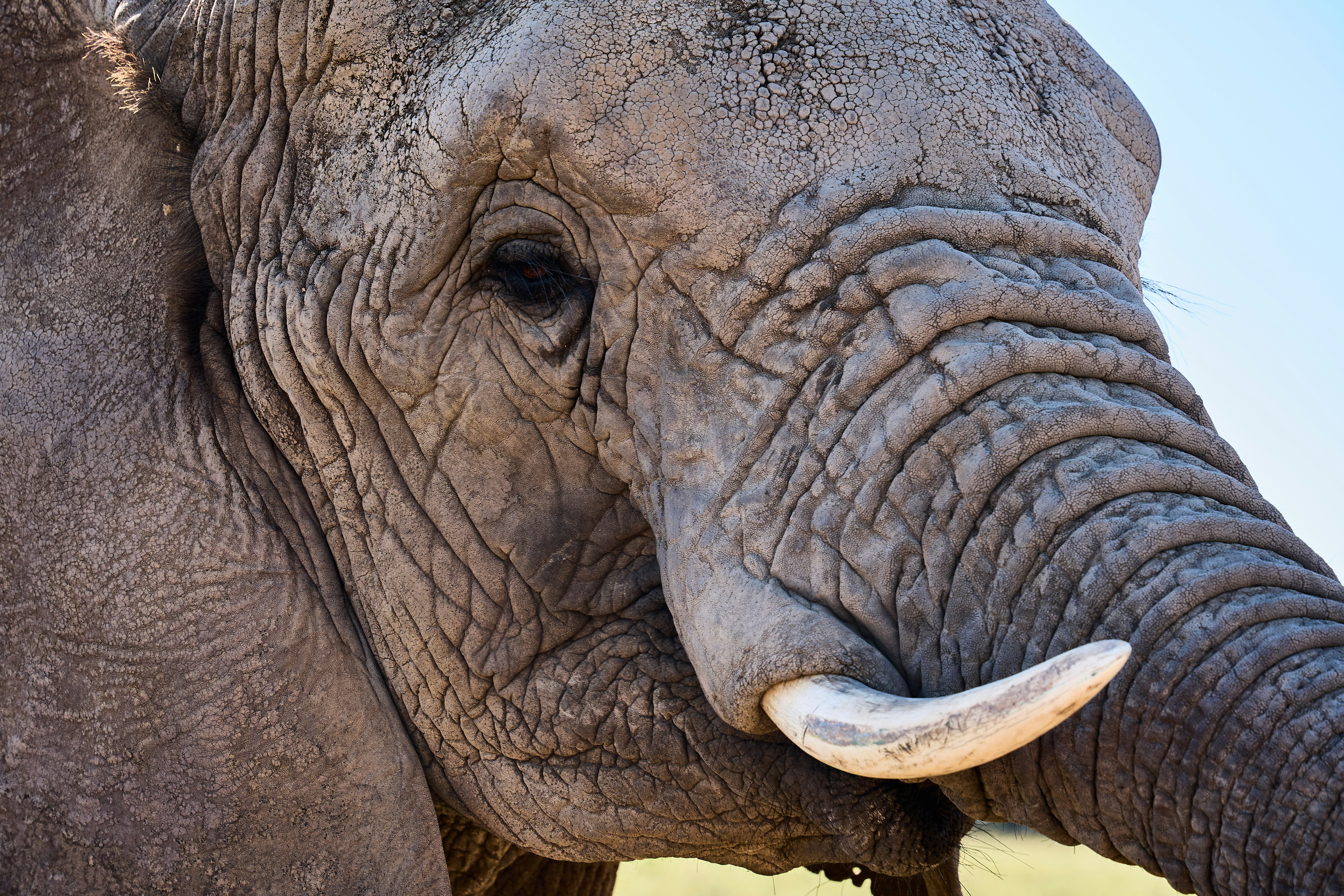 Wrinkled Gentle Giant: Close-Up of Elephant Trunk and Tusks