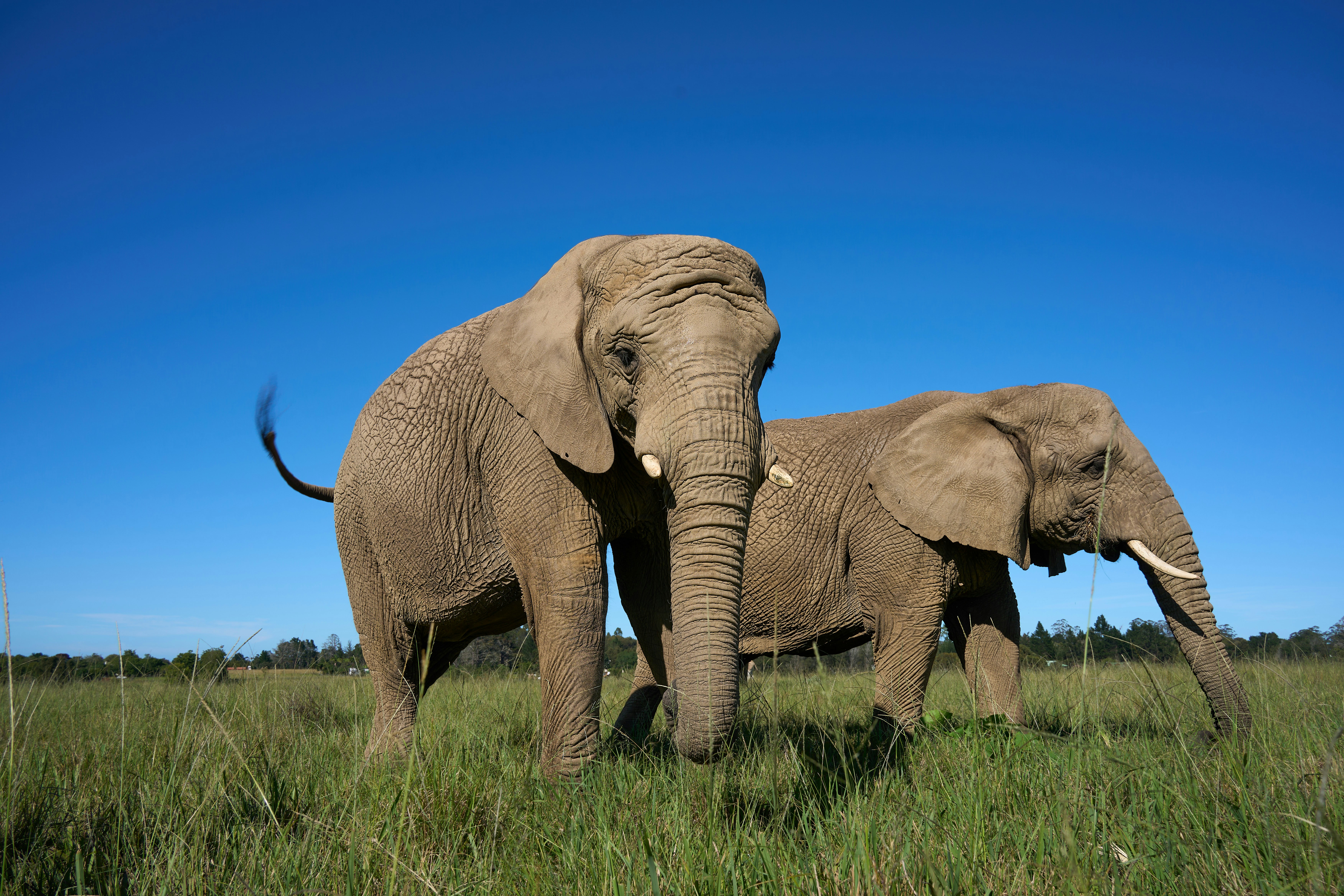 Lowered Guard: A Pair of Elephants Amid Tall Grass under a Clear Blue Sky