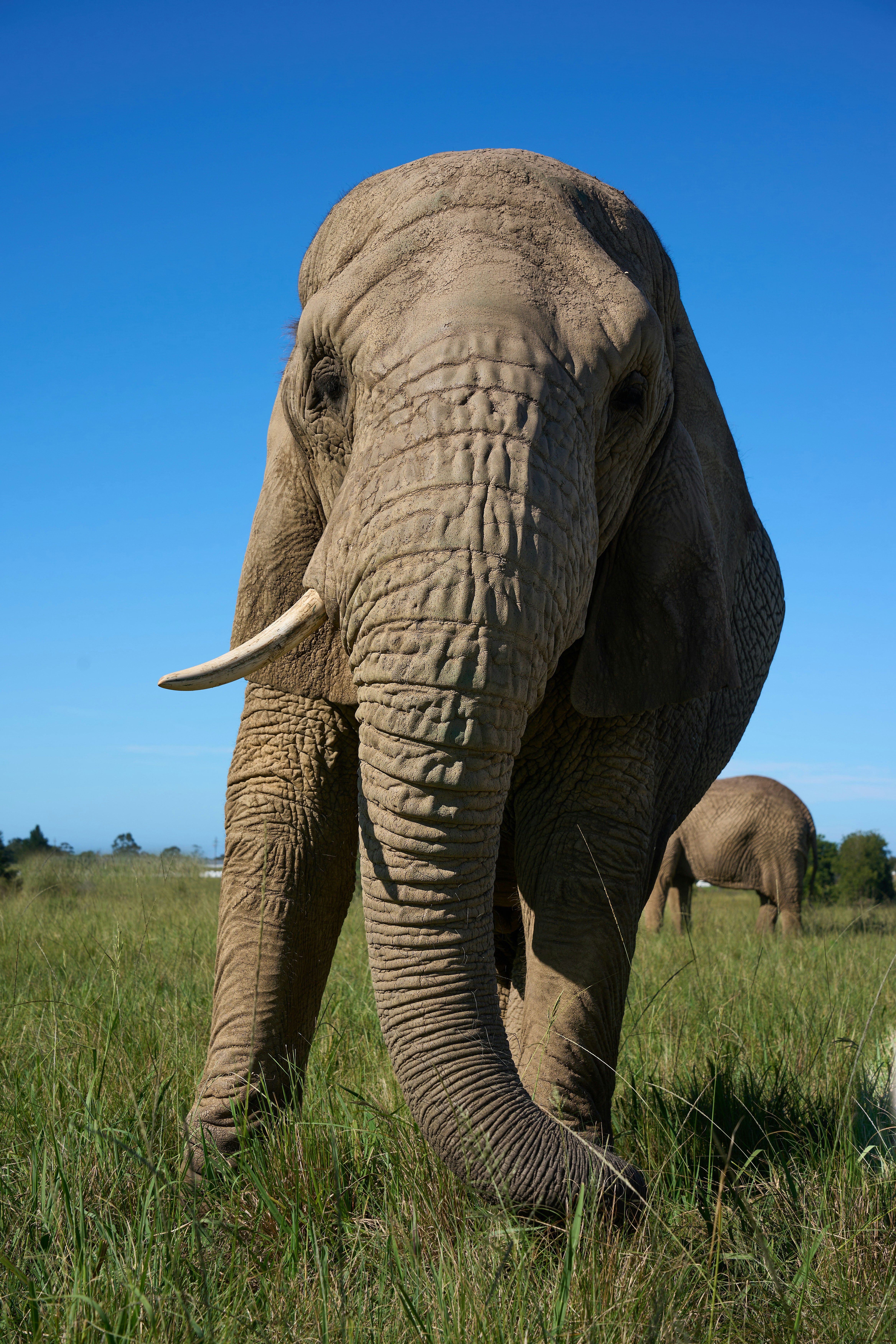 Majestic Northern Elephant Gaze in Open Savannah