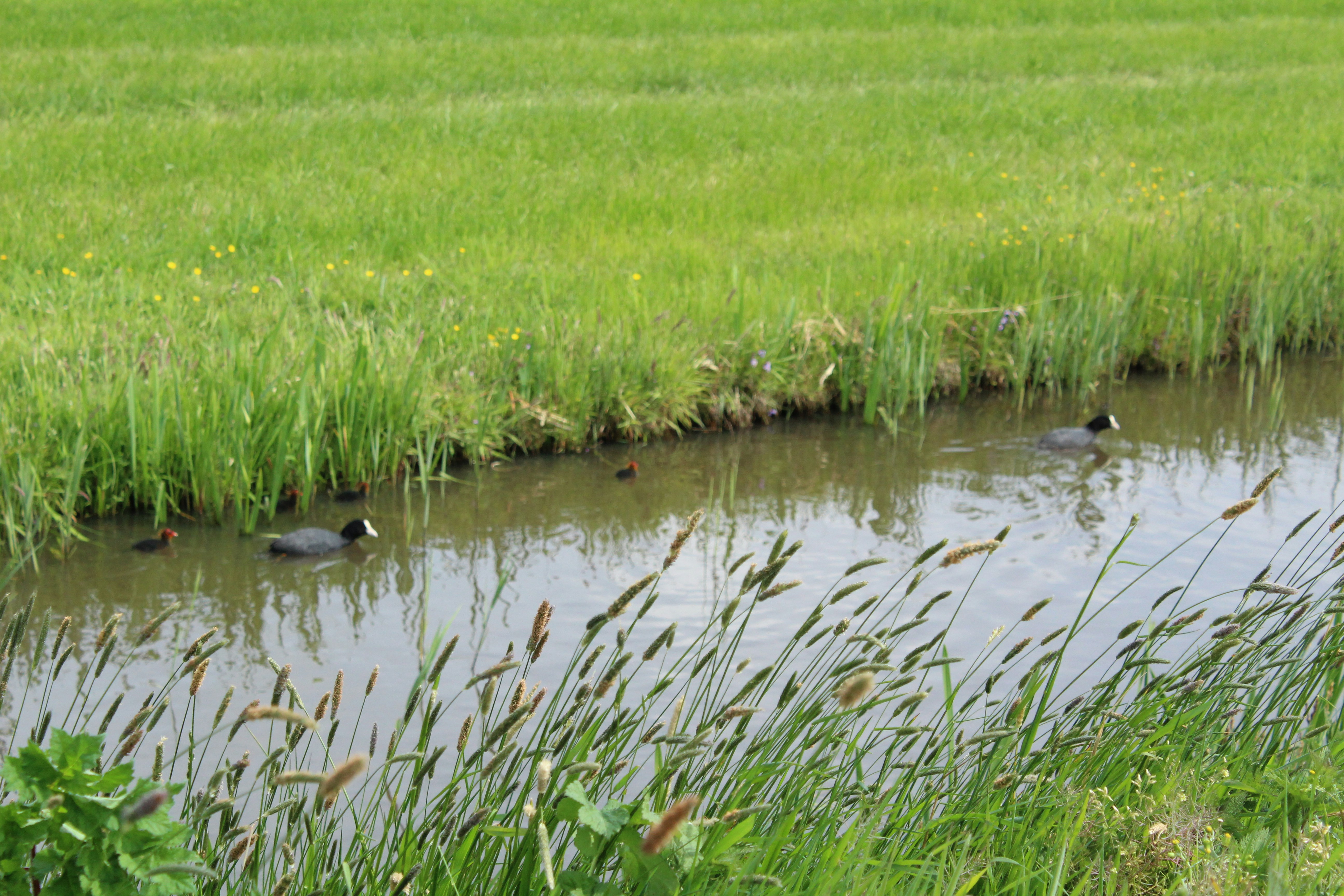 Ducks on a Narrow Stream Amid Tall Reed Grass