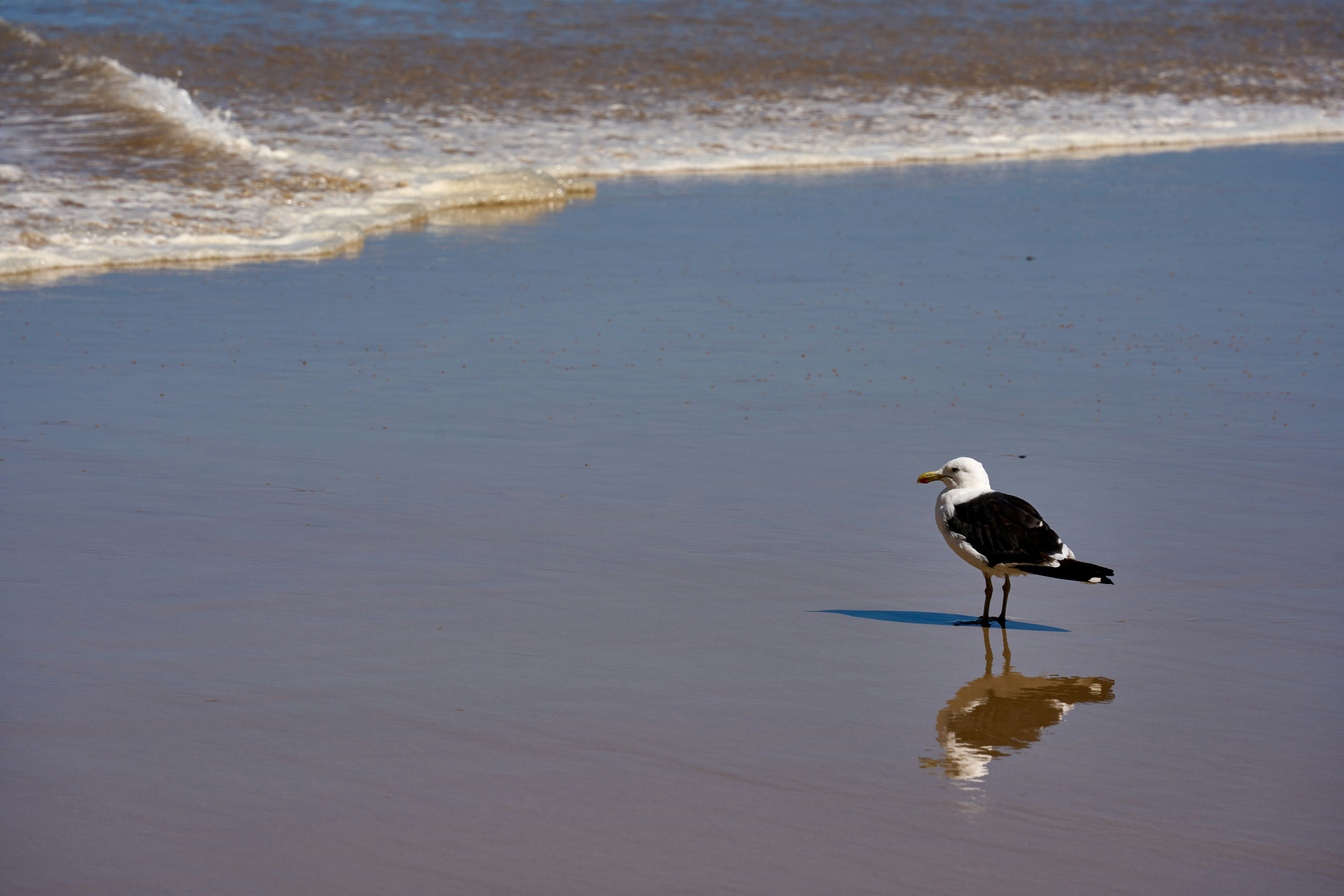 Seabird at Dune-Lined Shore: A Lone Gannet Stands in Tidal Mirror