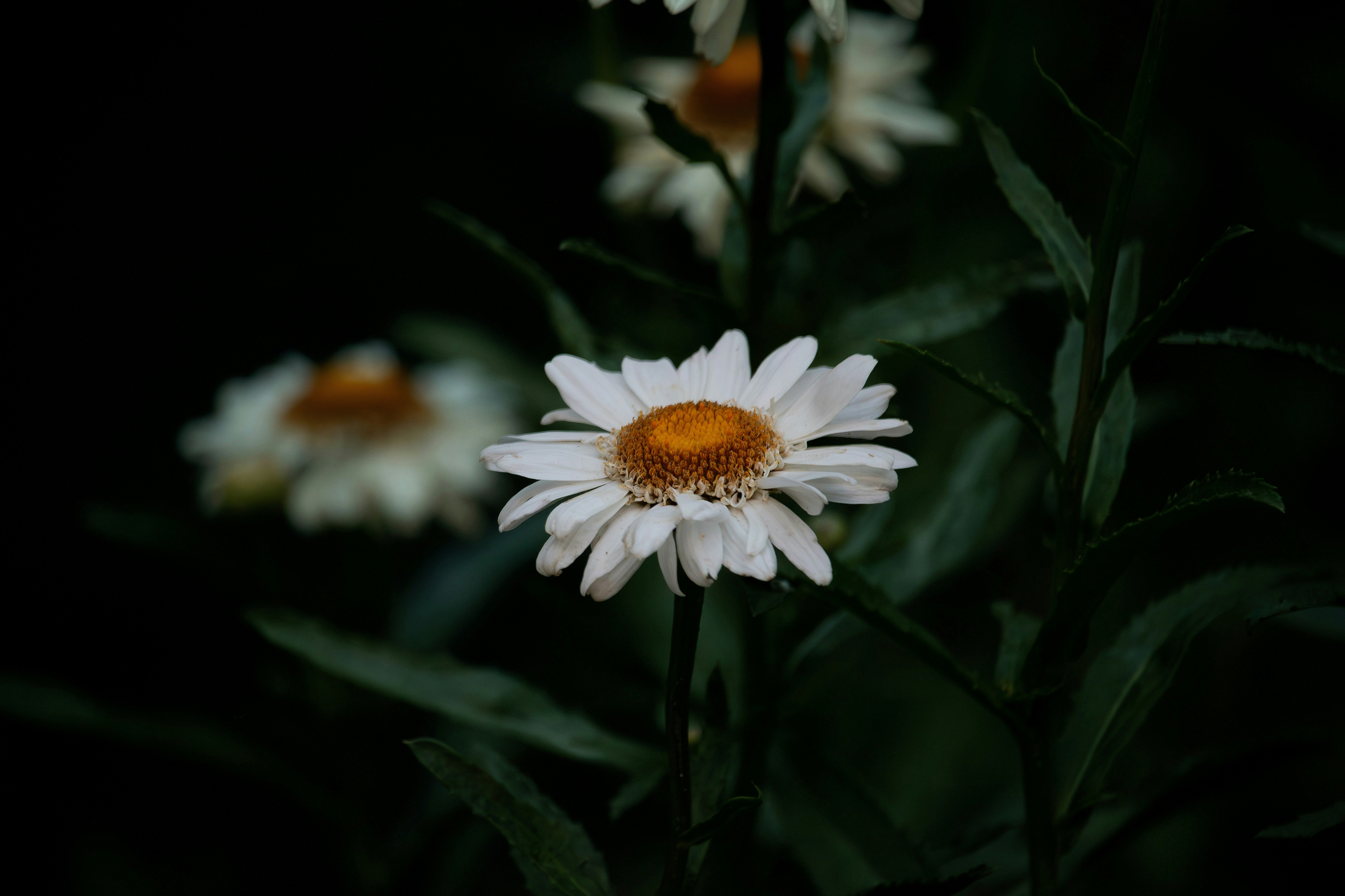 Daisy in the Dark: A Quiet Center of Light