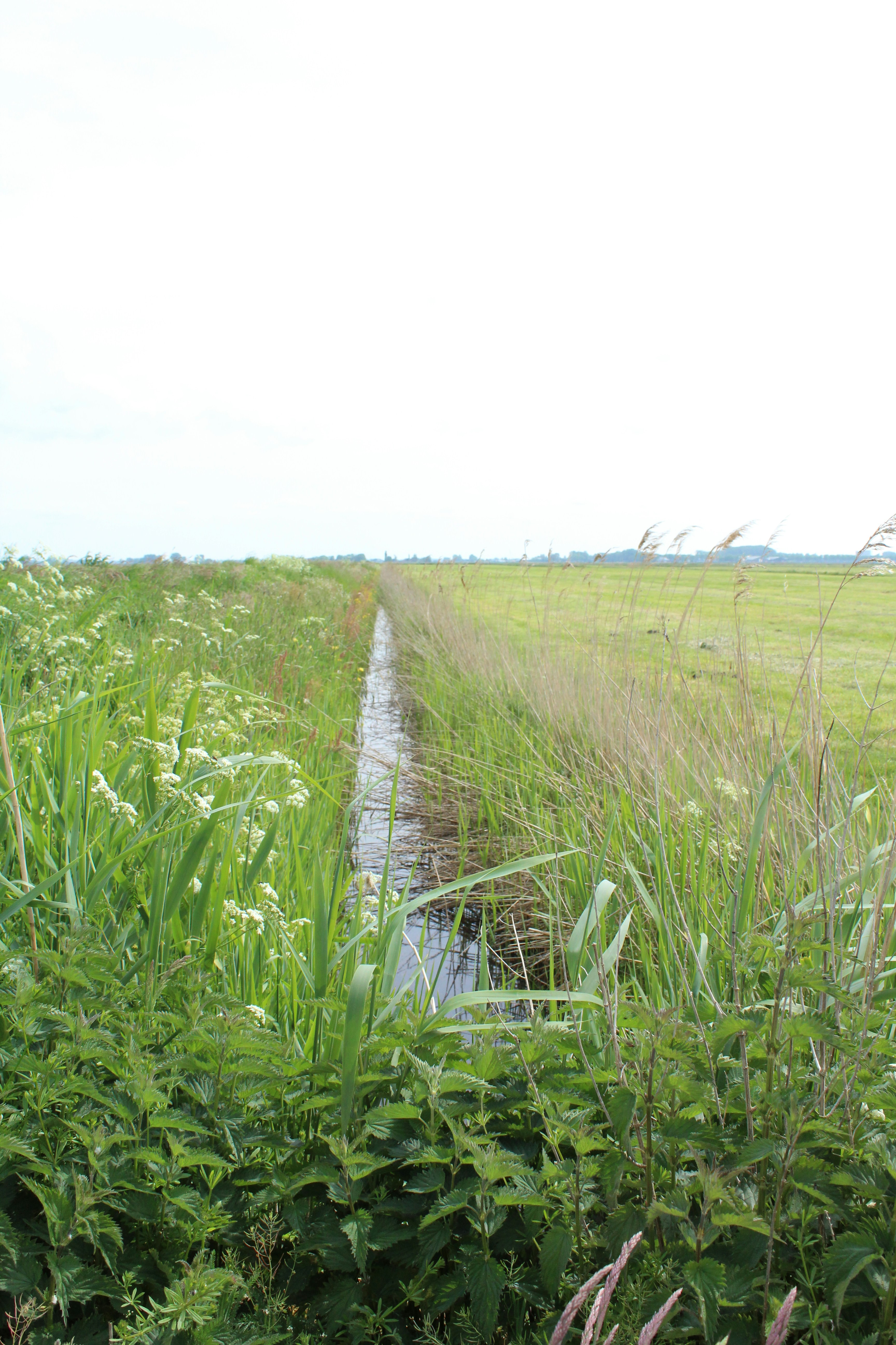 10-1 Blueprint: Straight Canal Through Green Summer Pastures n unedited portrait photograph capturing a long, narrow water canal stretching toward the distant horizon through vibrant green fields.