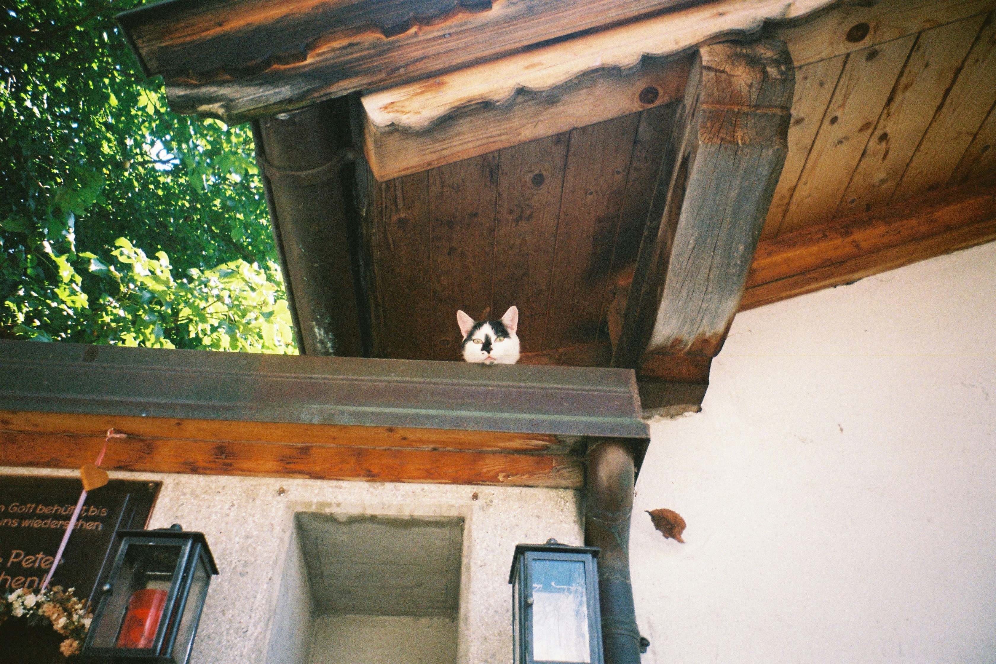 Cat at the Eaves: A Curious Feline Peeks from the Balcony