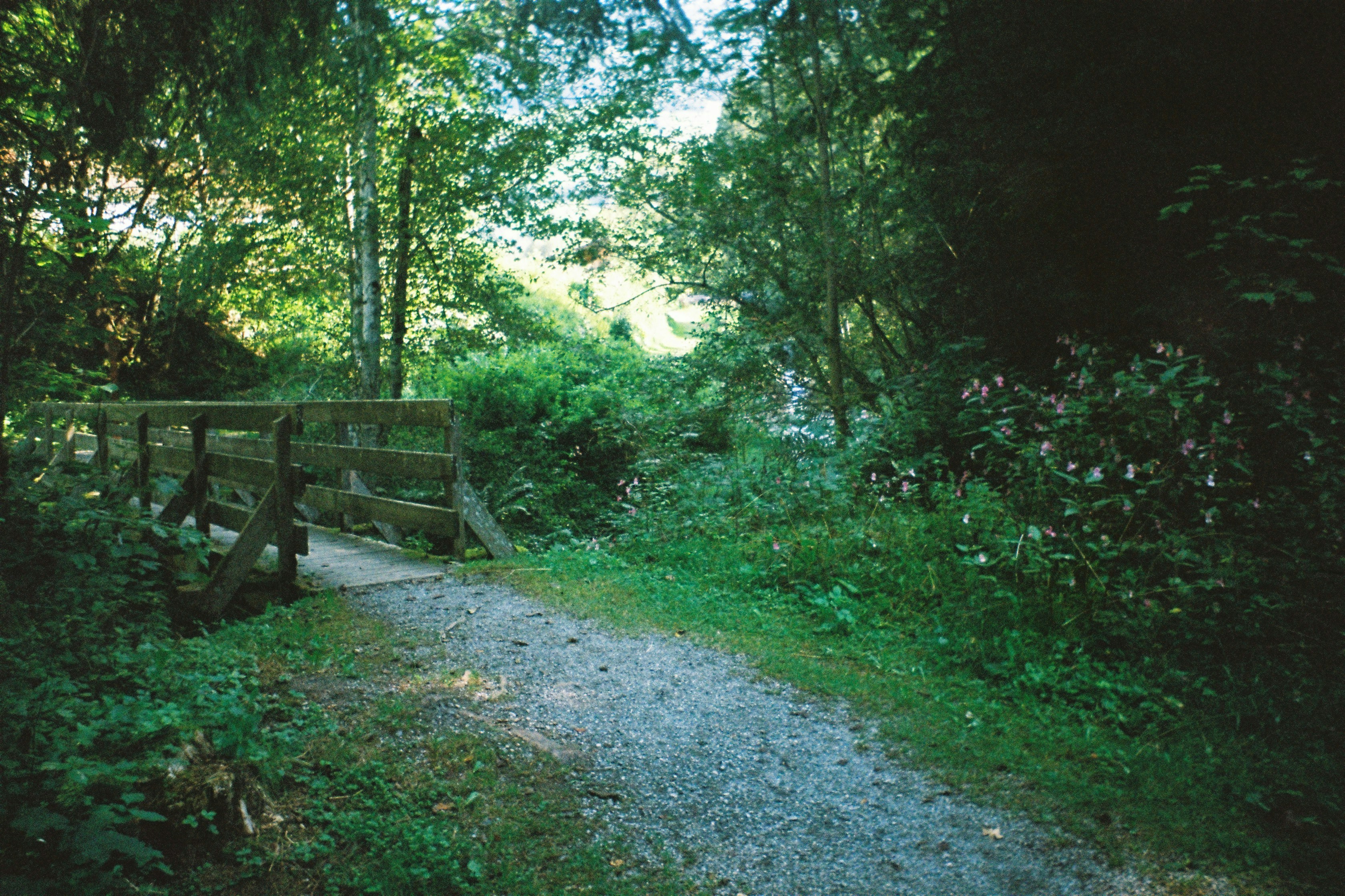 Forest Footpath into Dappled Light