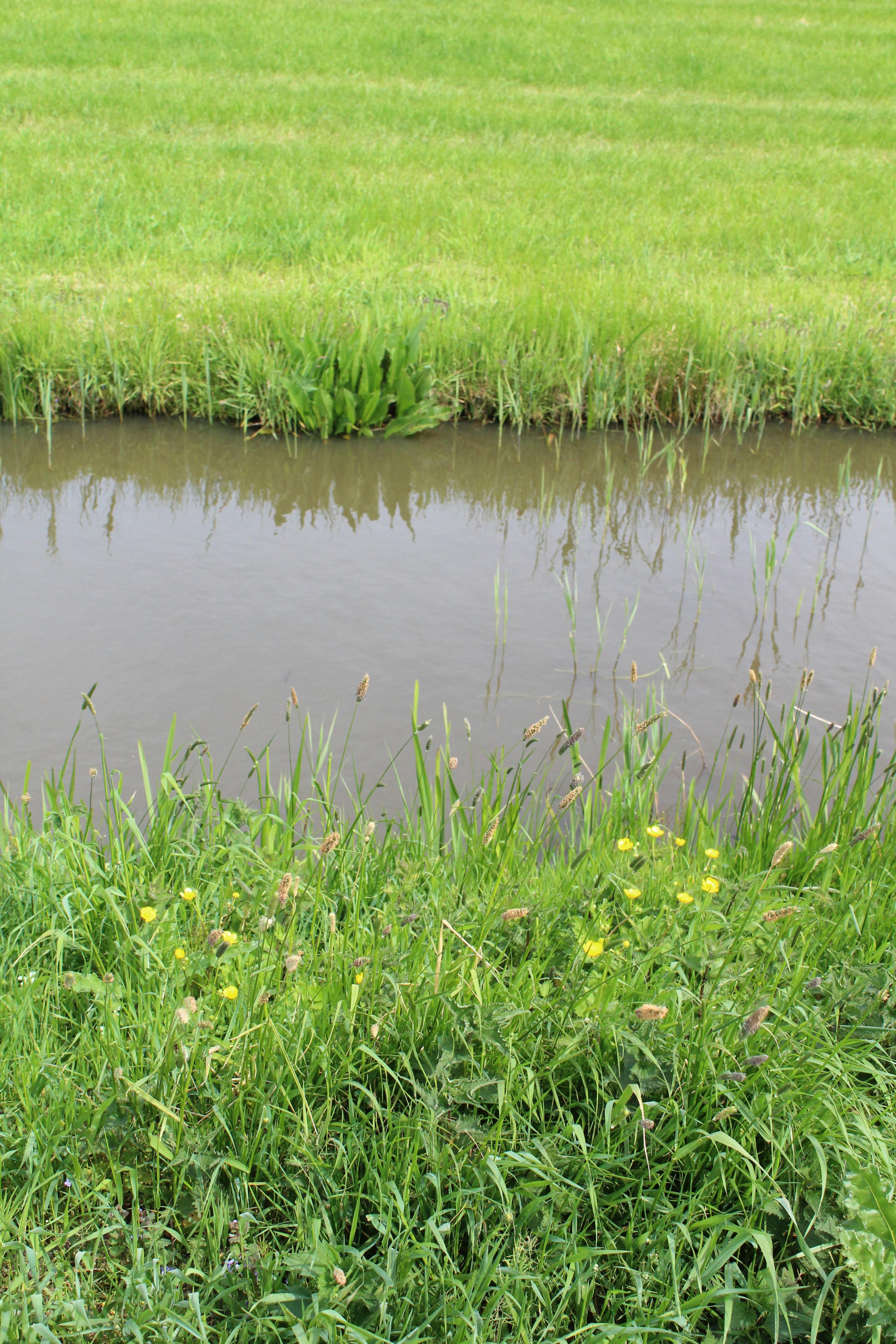 Grass and Waterway at Field's Edge