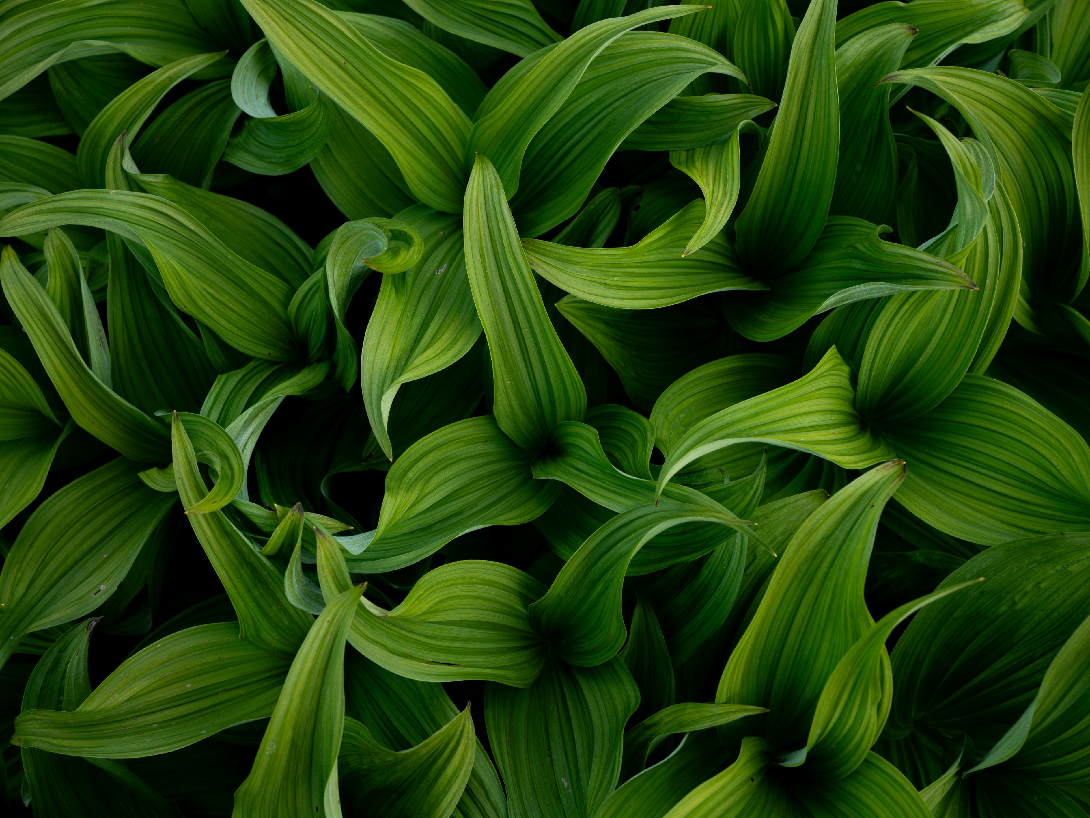 Emerald Threads: Close-Packed Leaves in Quiet Green