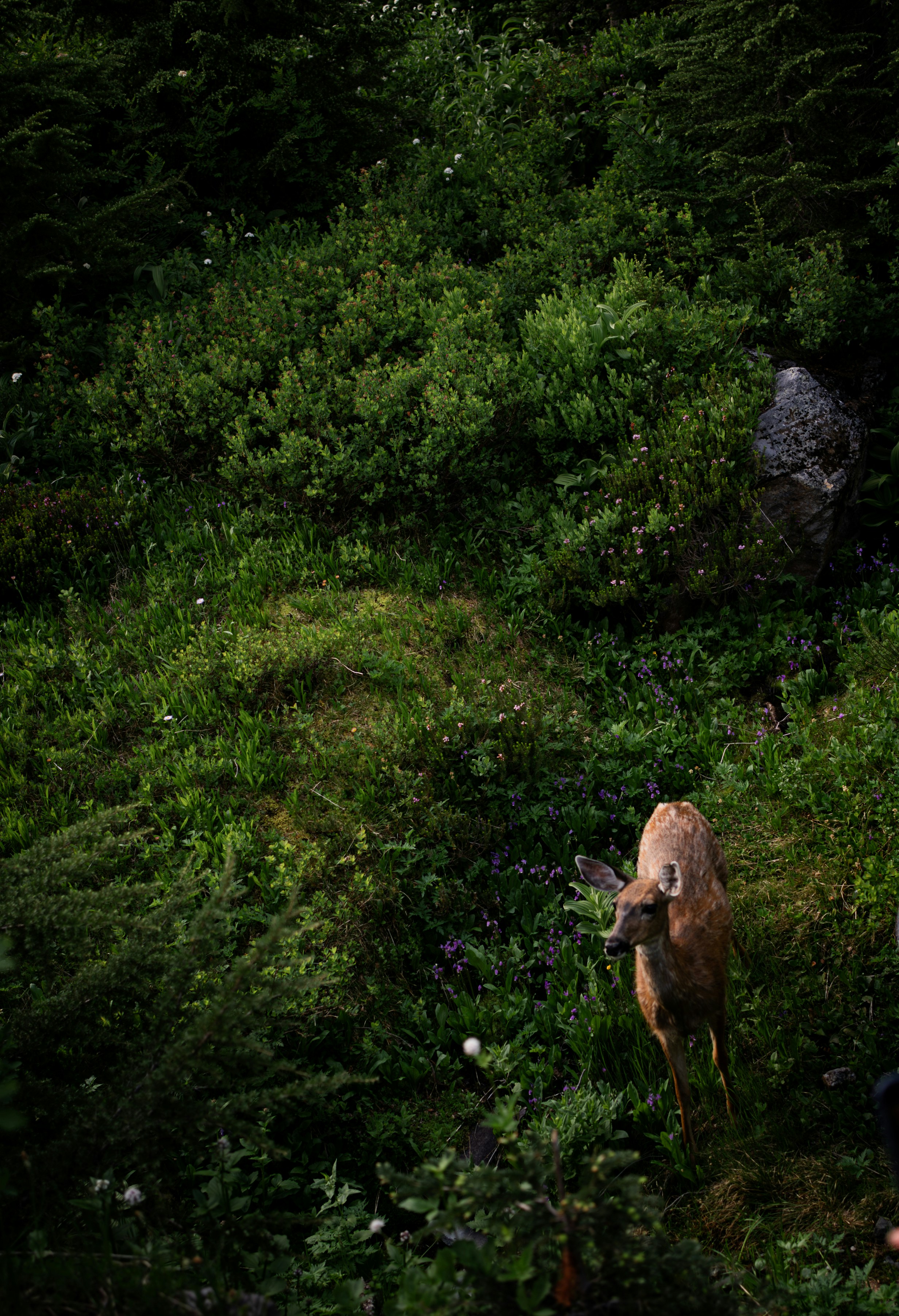 Deer in dappled green: a lone stalker among the alpine shrubs