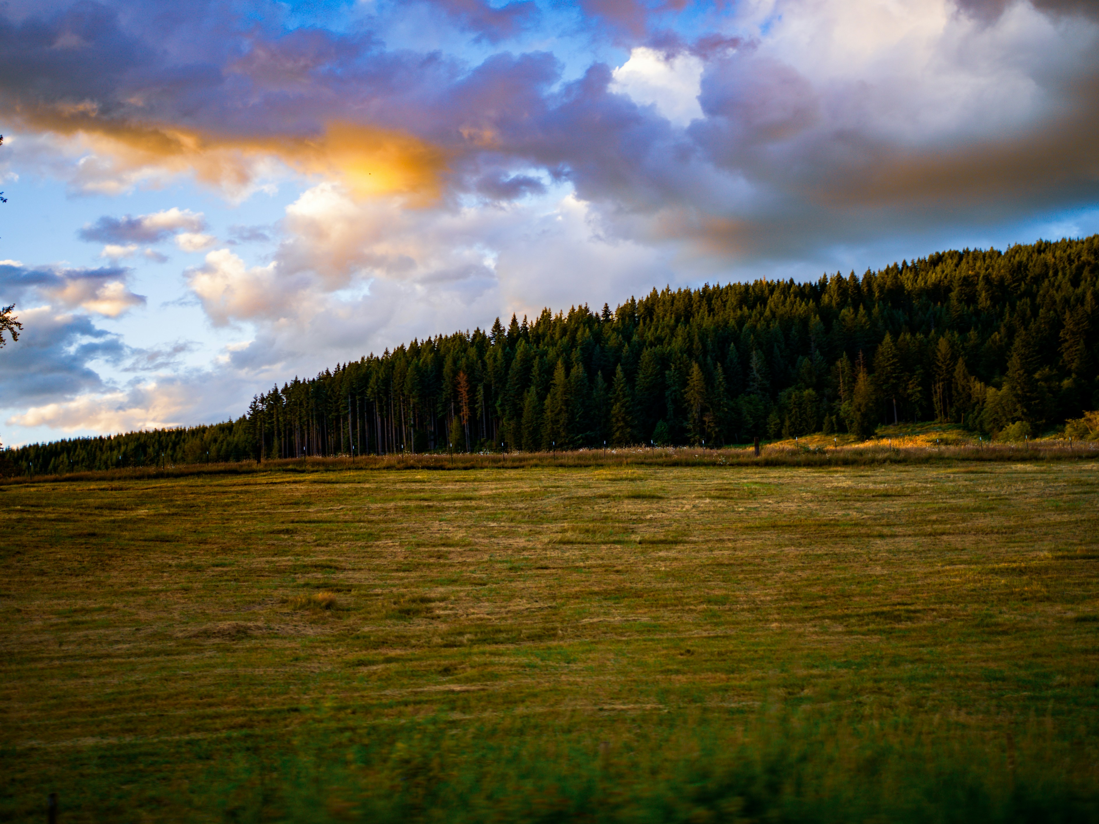 Golden Horizon: Quiet Field Before the Pines