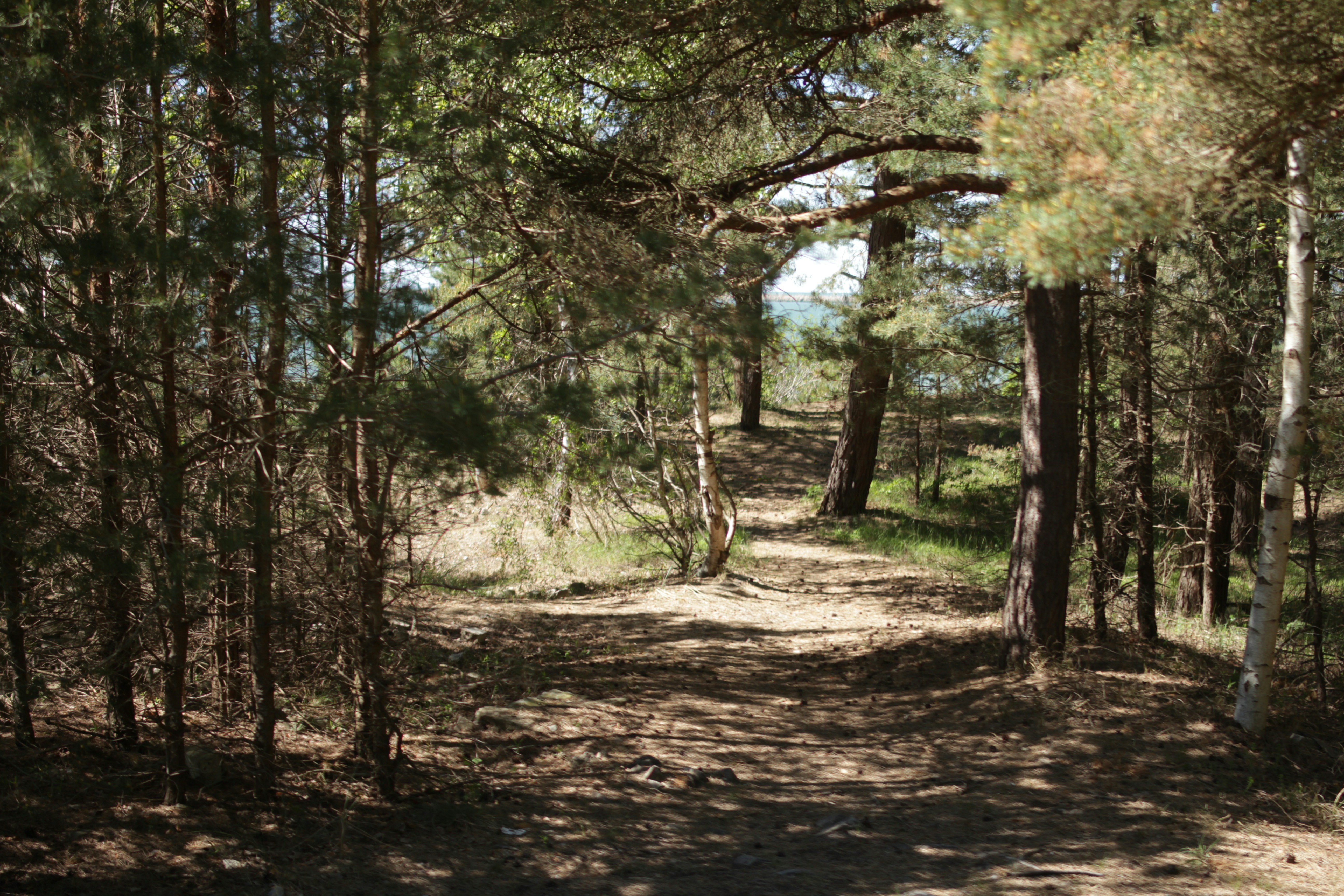 Sun-dappled dirt path winds through a pine forest with trees on both sides and soft light filtering through the canopy. A tranquil, natural scene focused on the trail ahead.