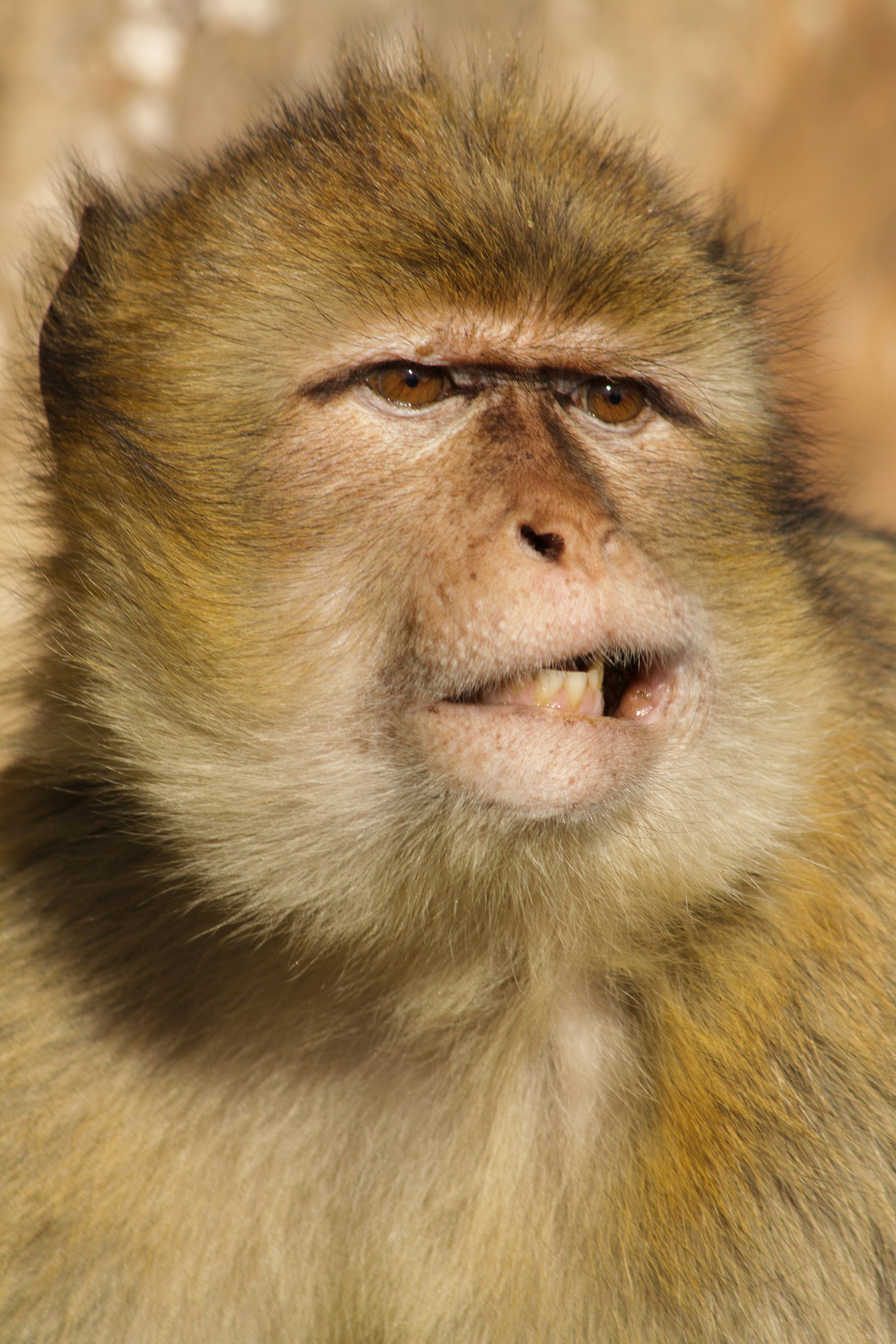 Masked Grin: A Primed Gibbon Bares Fangs in Warm Light