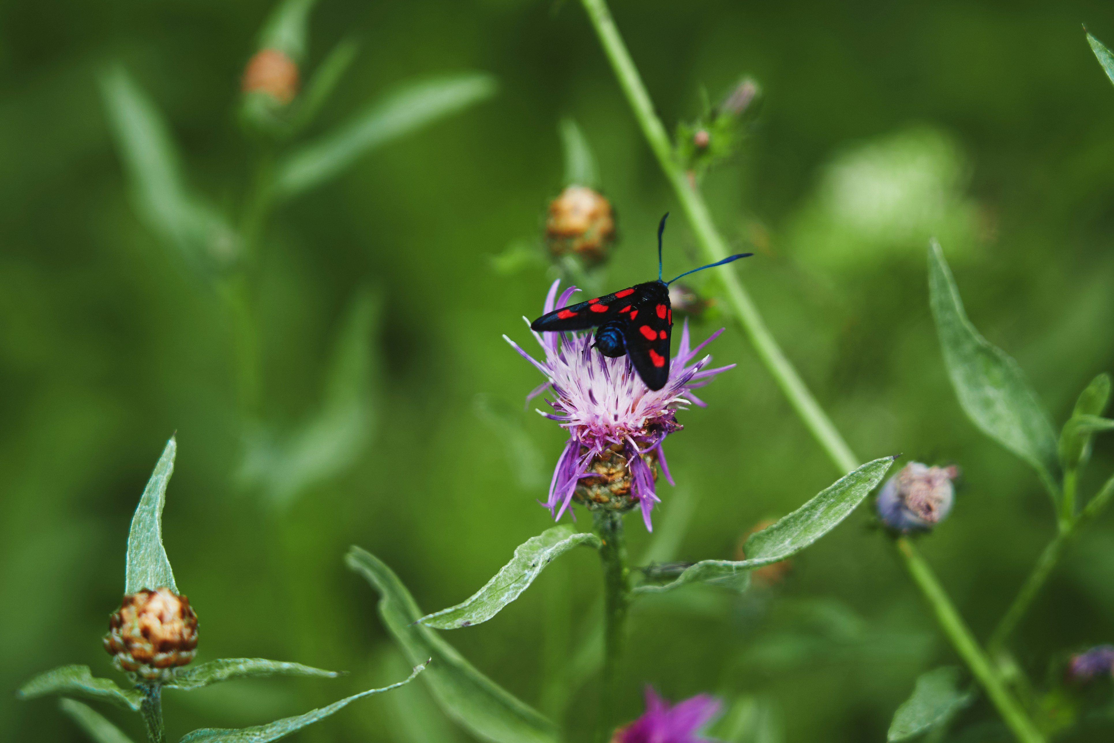 Crimson Wanderer on a Violet Bloom