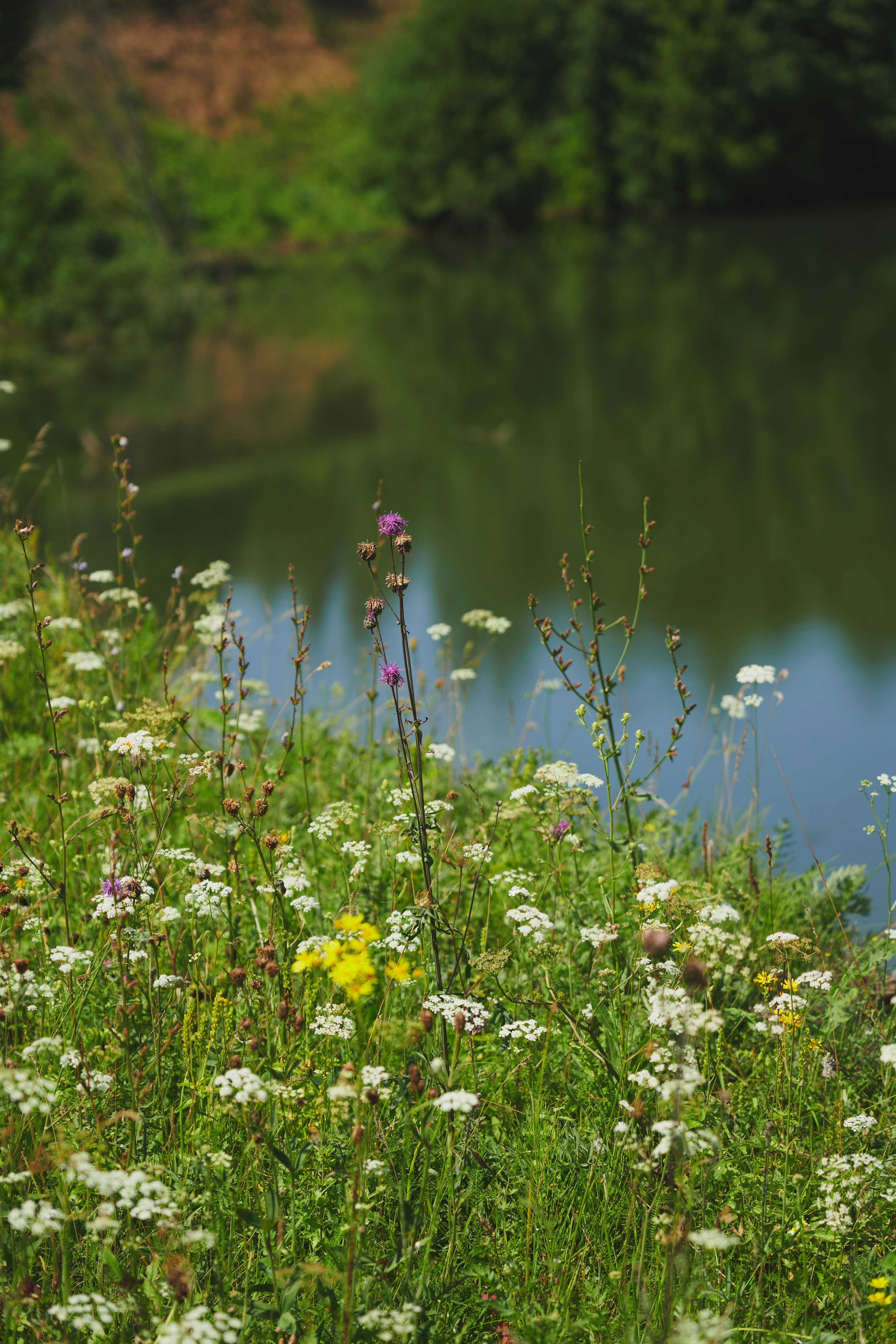 Wildflowers photo shot on Sony Alpha 7 III