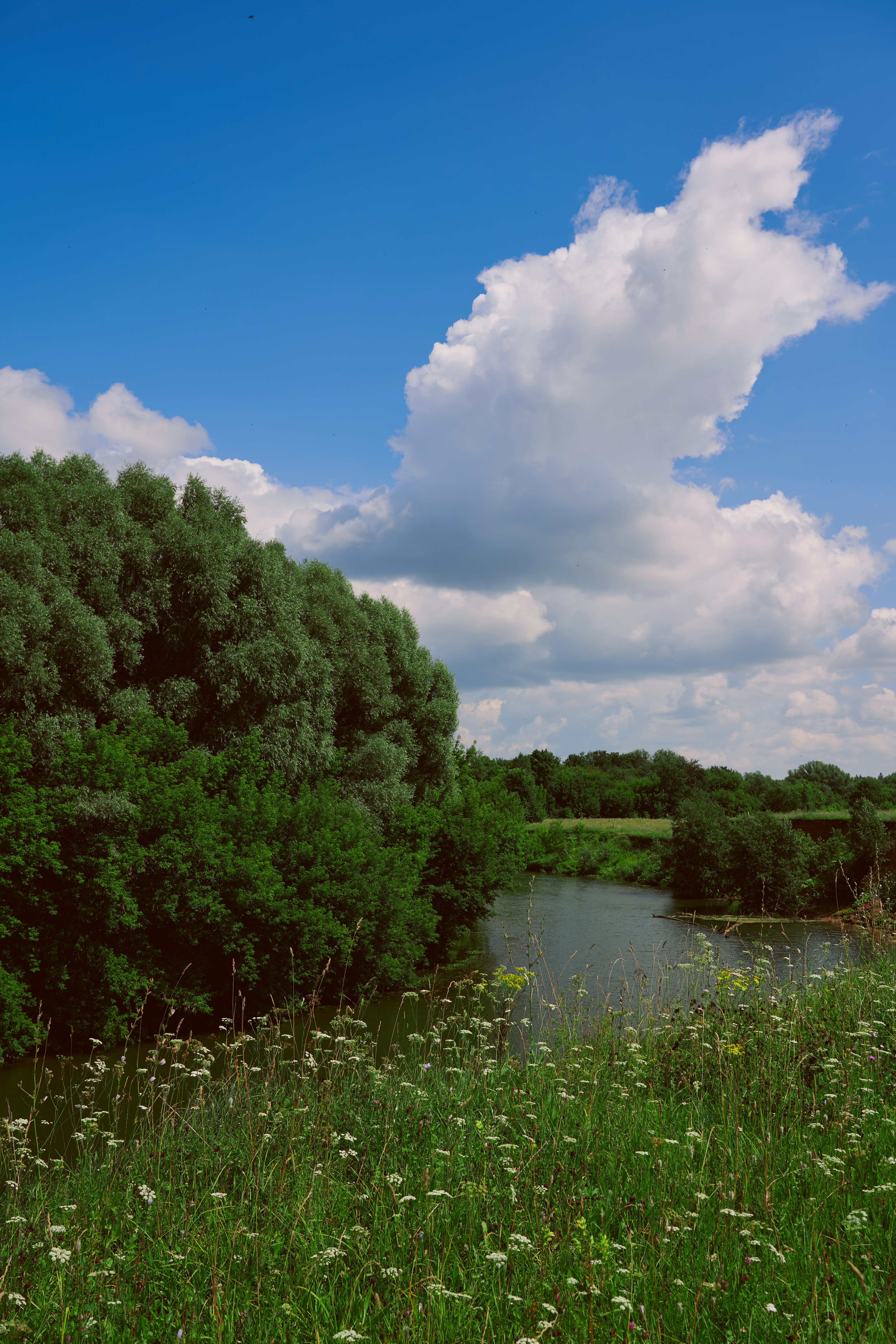 Riverside Meadow Under a Wide Blue Sky