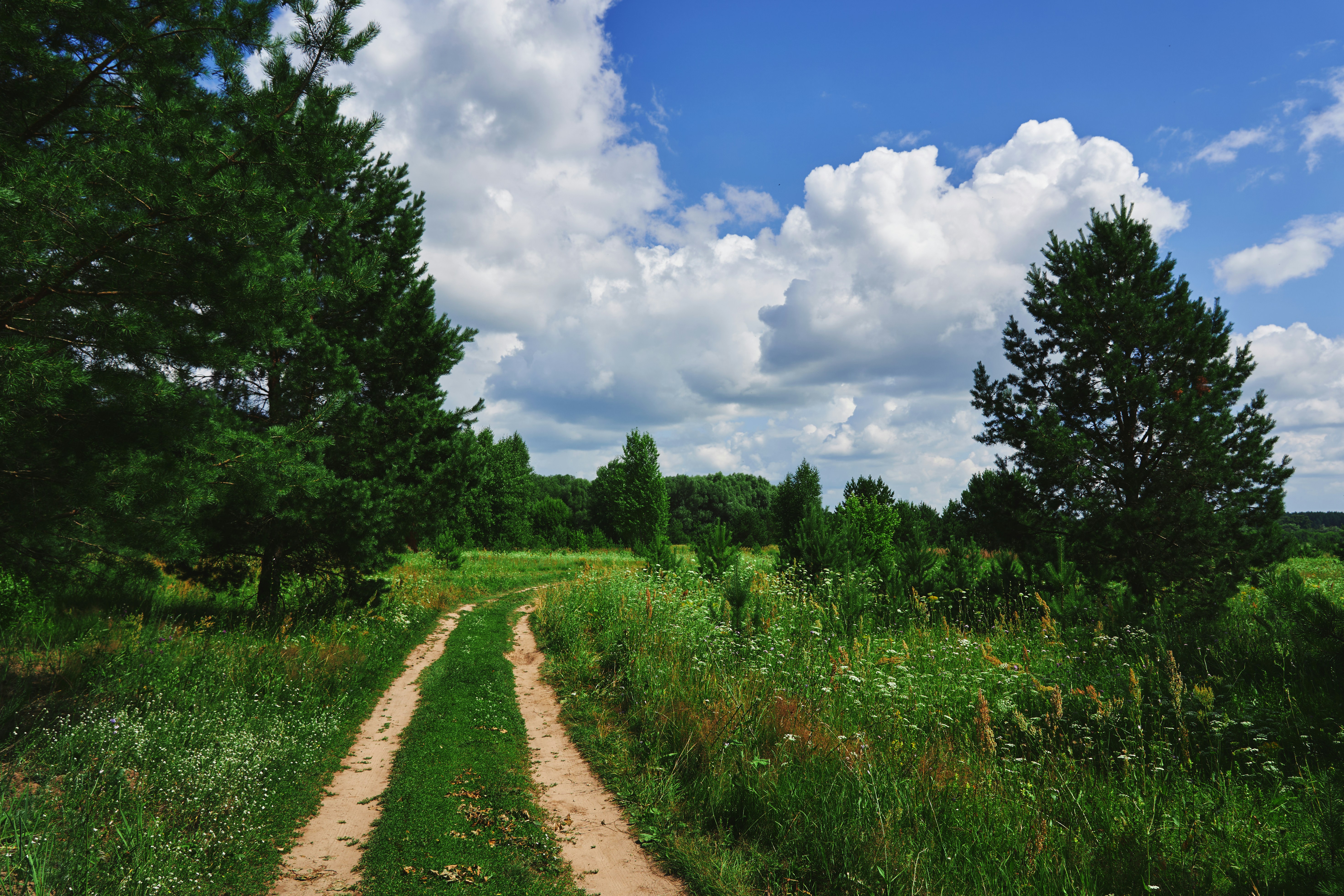 Pathway Through Meadow: A Quiet Corridor to the Green Horizon