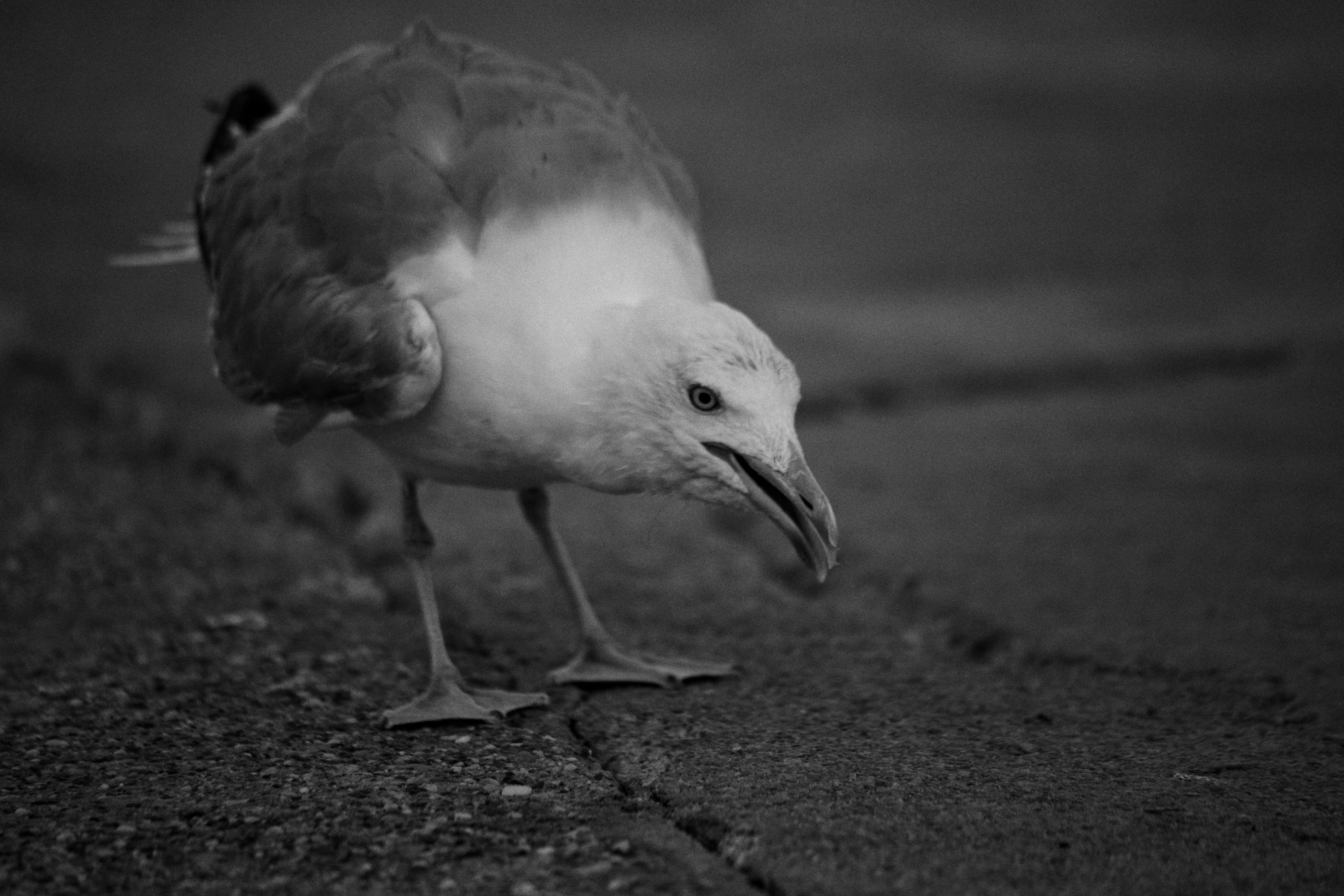 Low-Angle Watcher: A Curiously Planted Gull on a Quiet Shore
