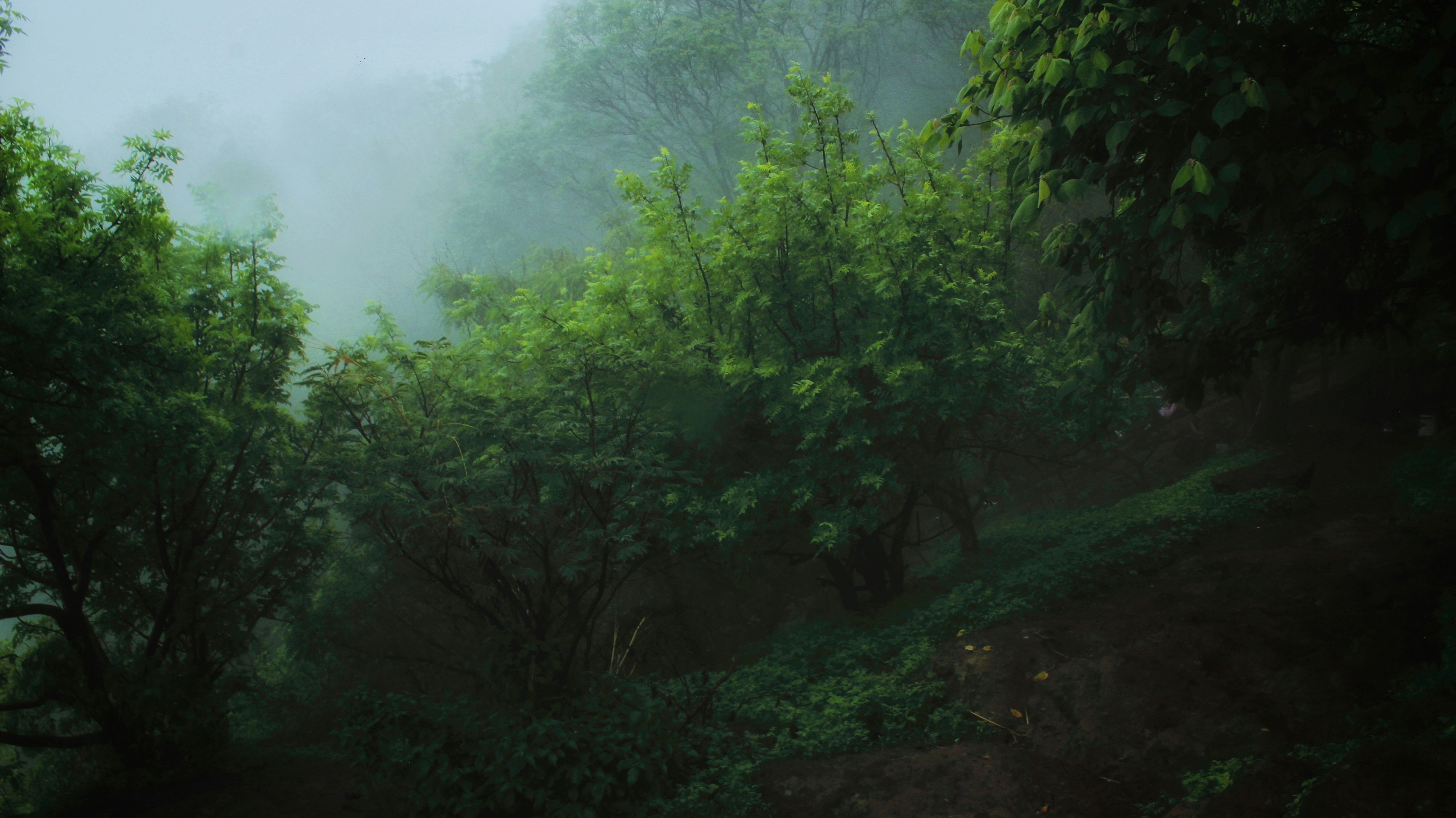 Mist-Laced Green Corridor