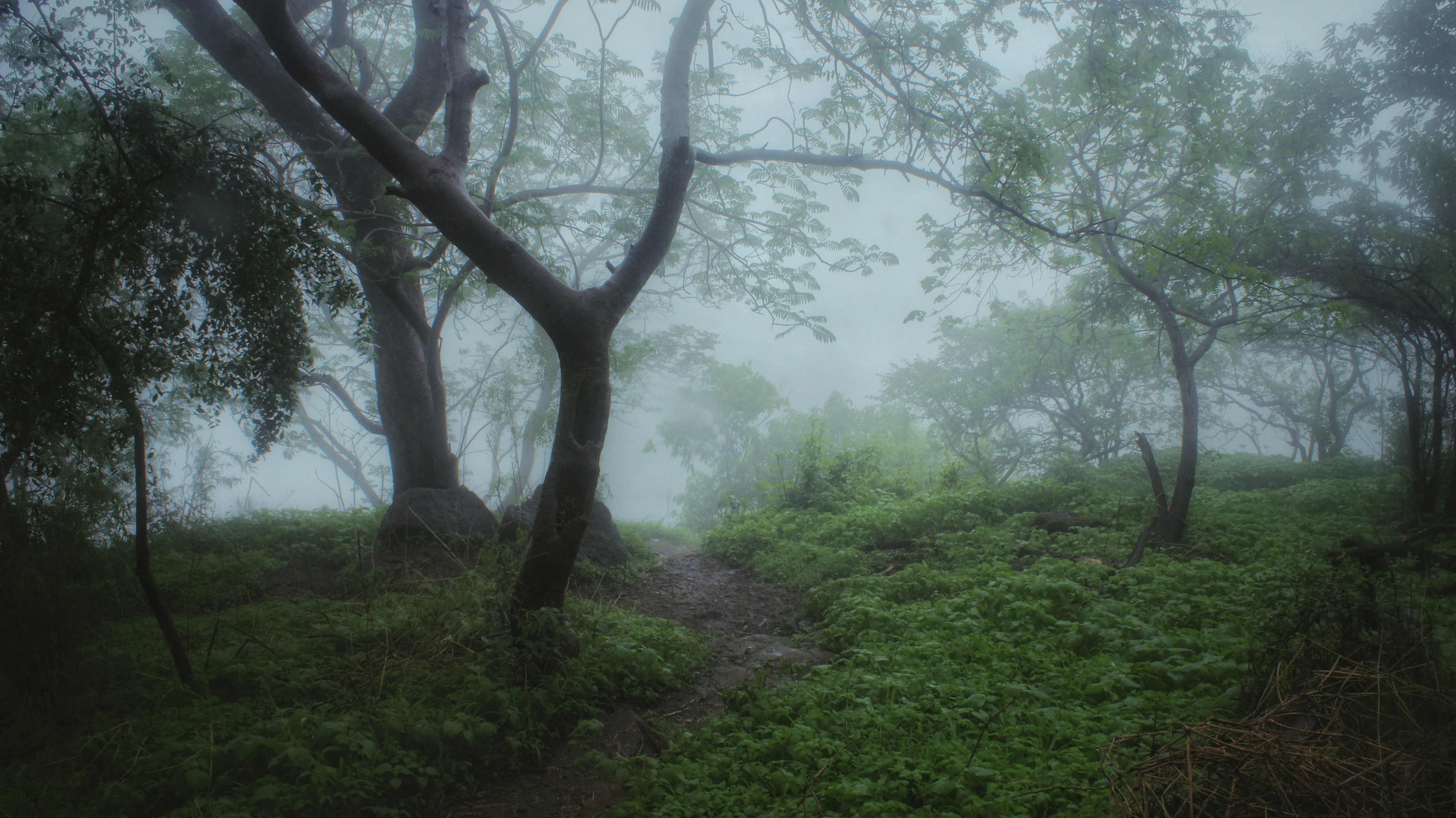 Misty woodland trail with green undergrowth and gnarled trees fading into fog, inviting exploration.