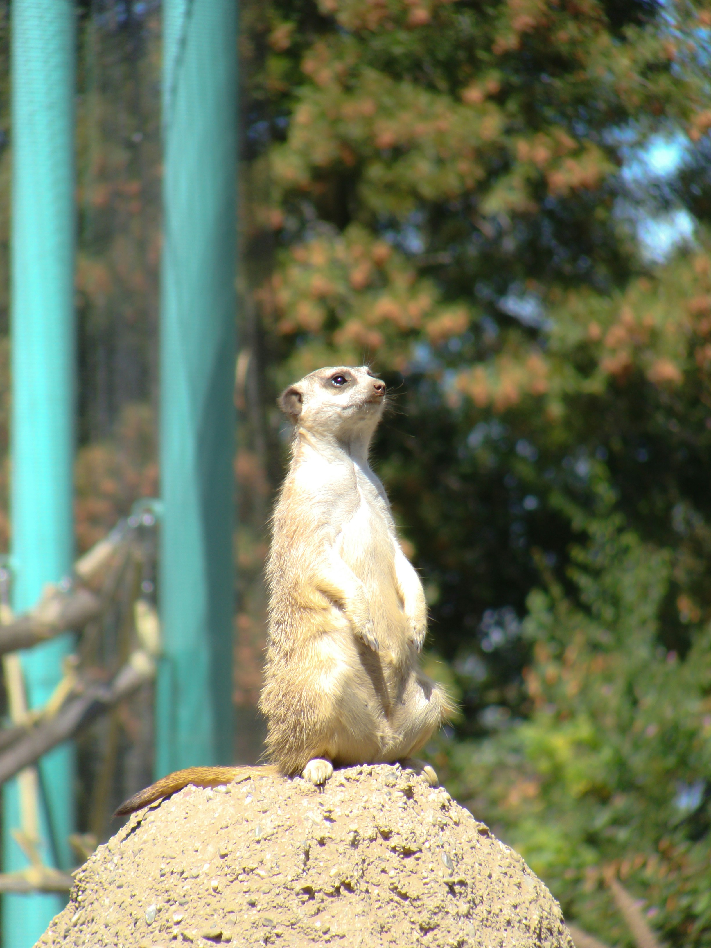 Perched on the Heap: A Squirrel’s Quiet Gaze Toward the Sky