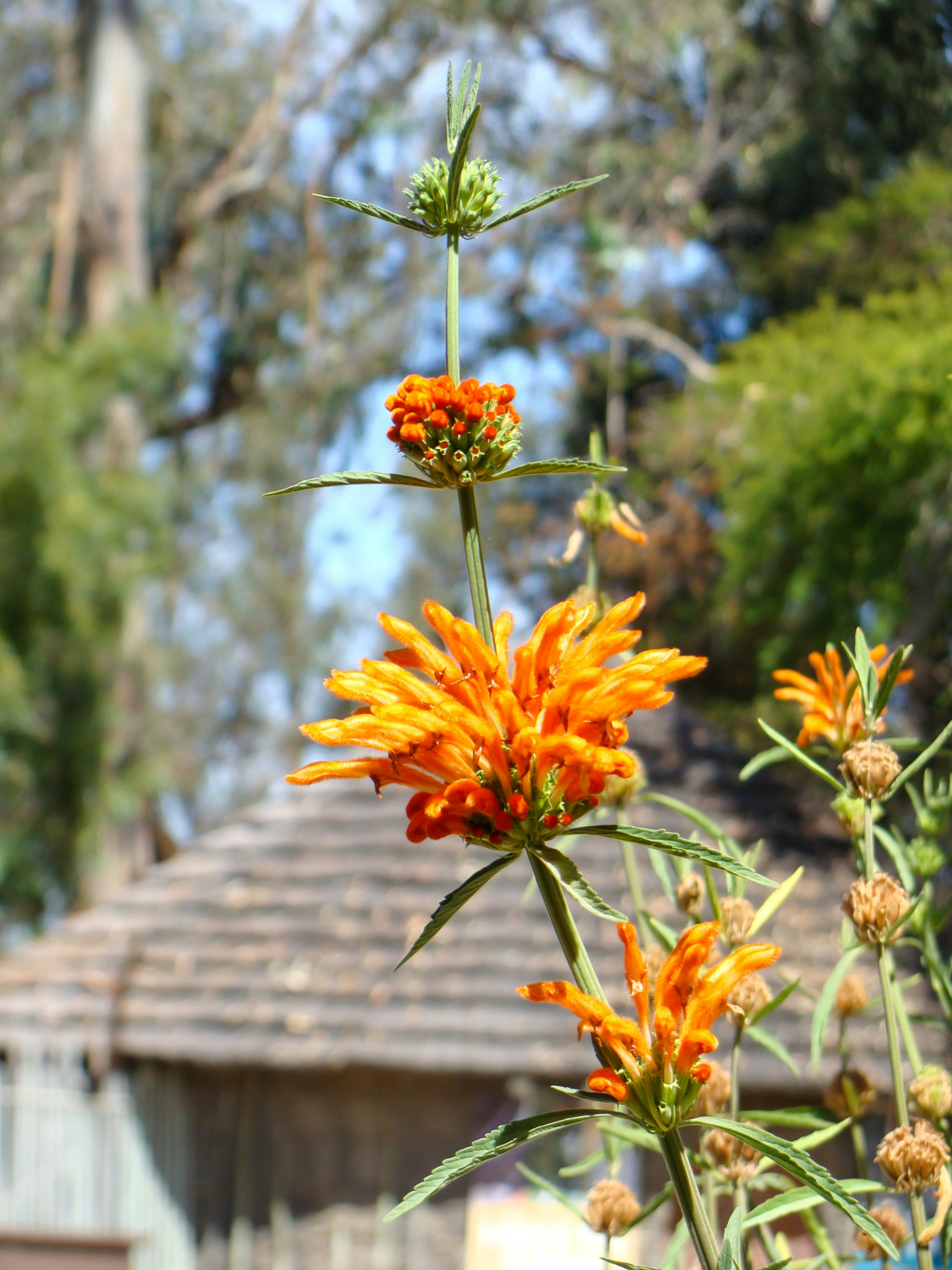 Orange Fire: A Solitary Bloom Reaching Toward the Sky