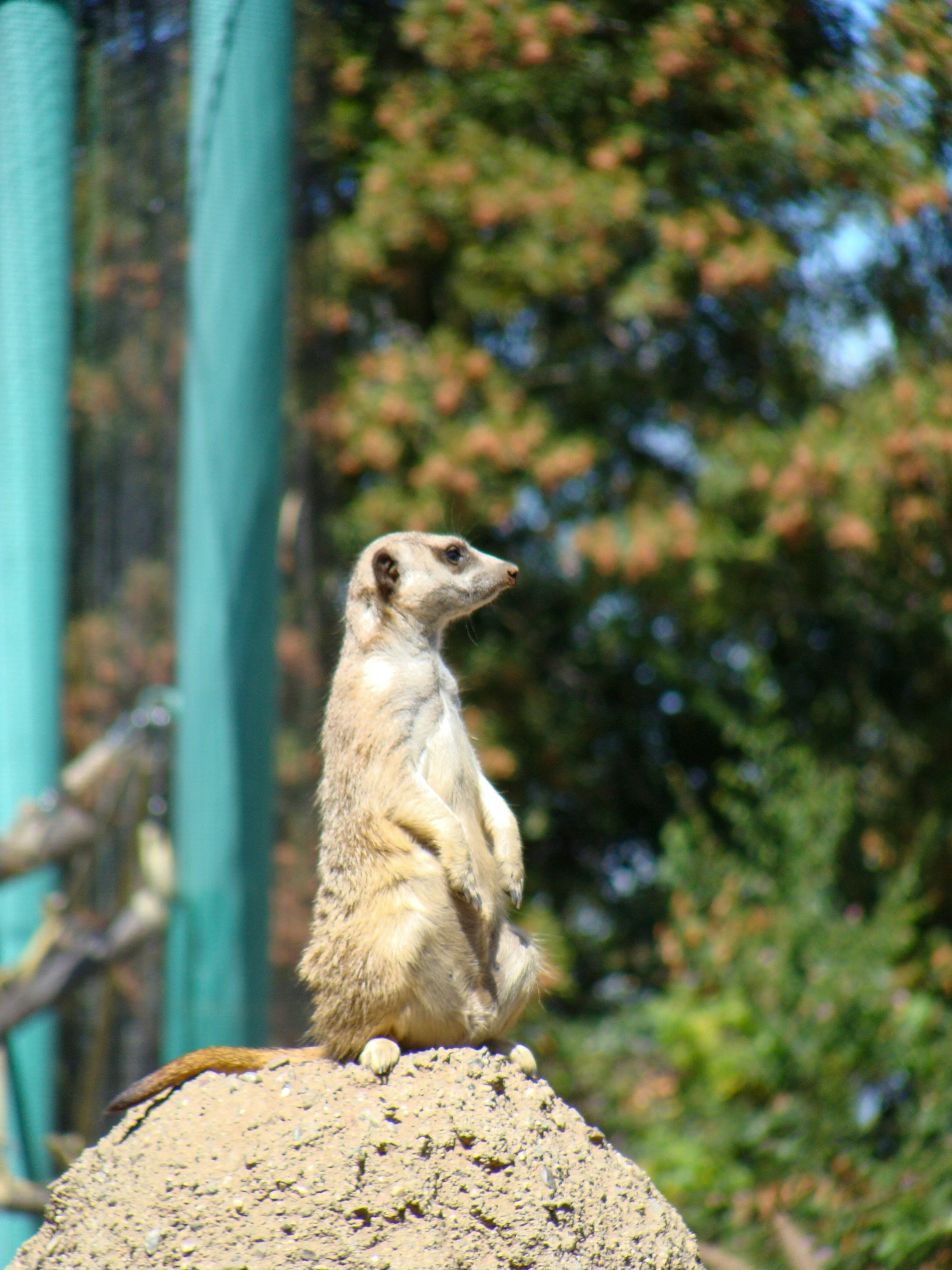 Standing Sentinel: A meerkat on a sunlit mound