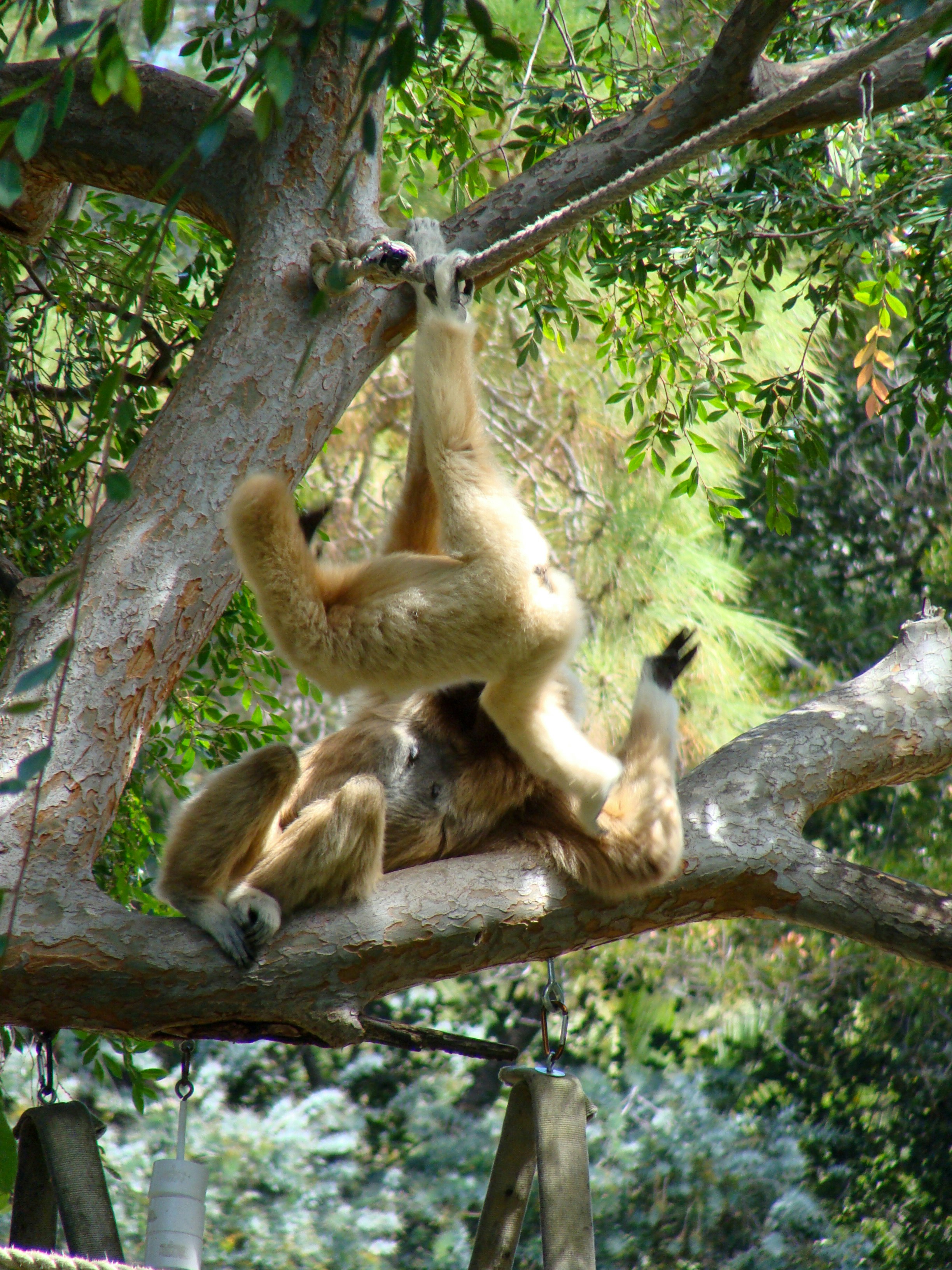 Gibbon in a Moonlit Canopy: A Relaxed Moment High in the Branches