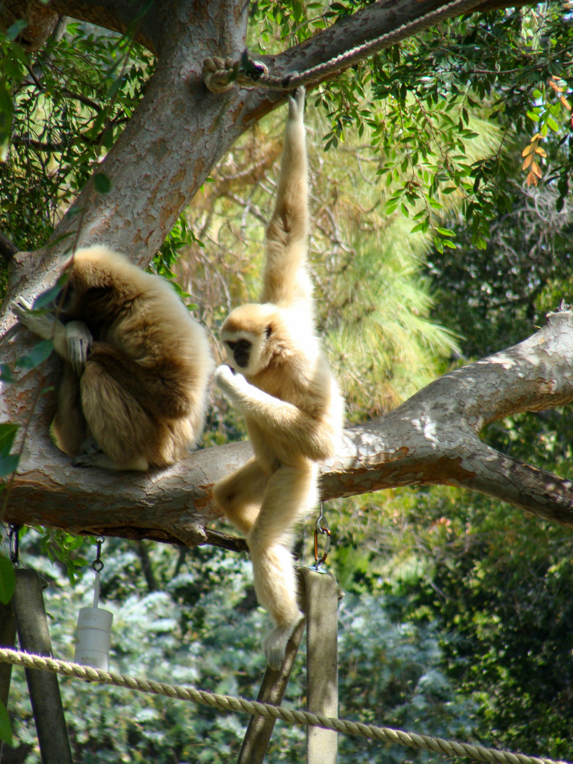 Curious Lemurino: A Playful Climb Among Sunlit Branches