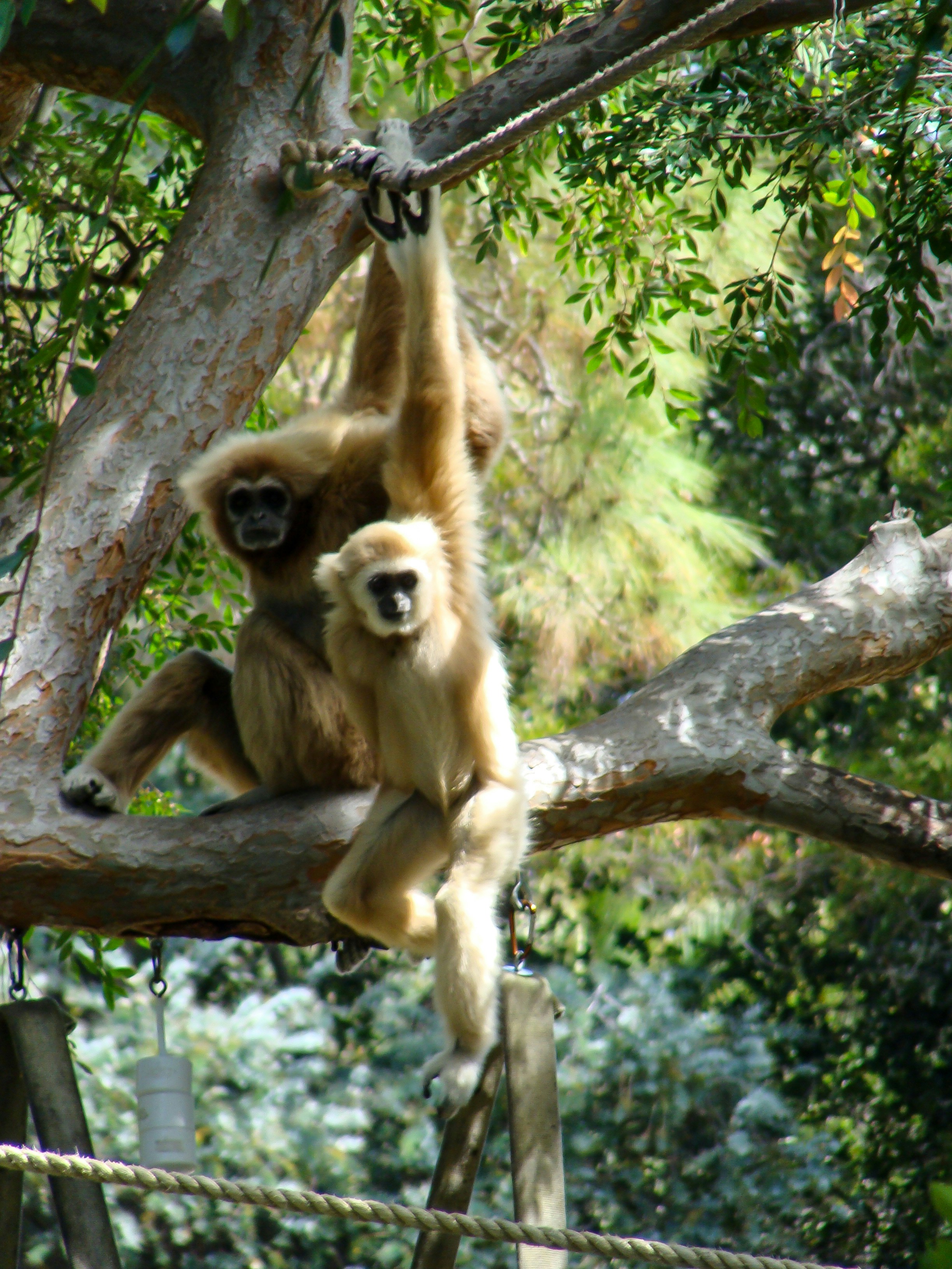 Twin Gentle Climbers: A Pair of Golden Monkeys Grasping a Branch