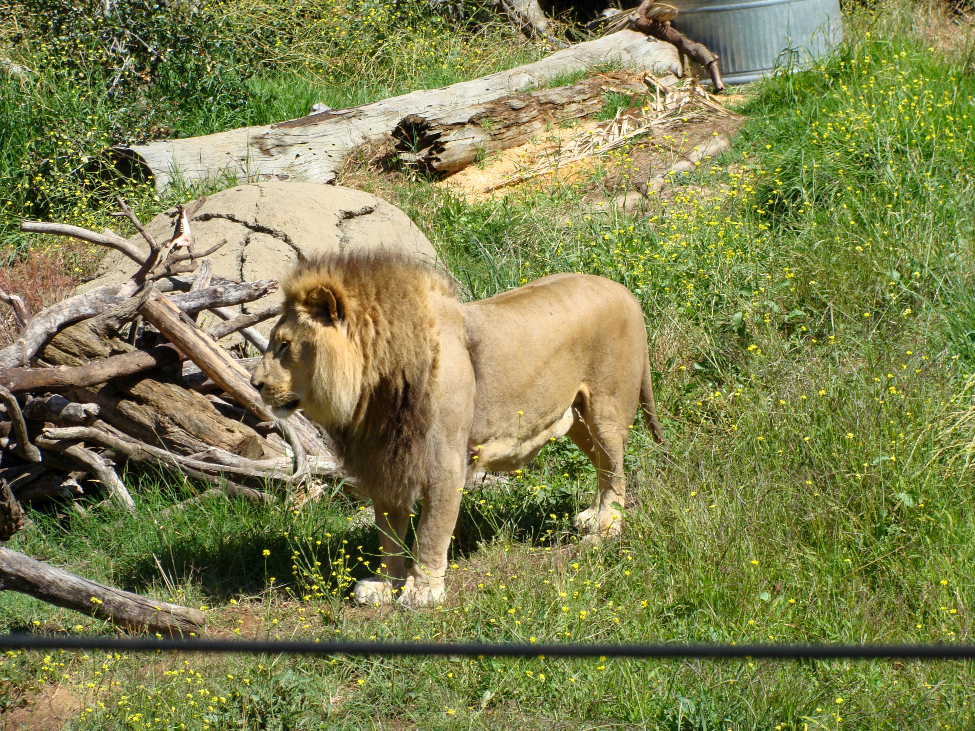 A majestic lion stands in a grassy enclosure.