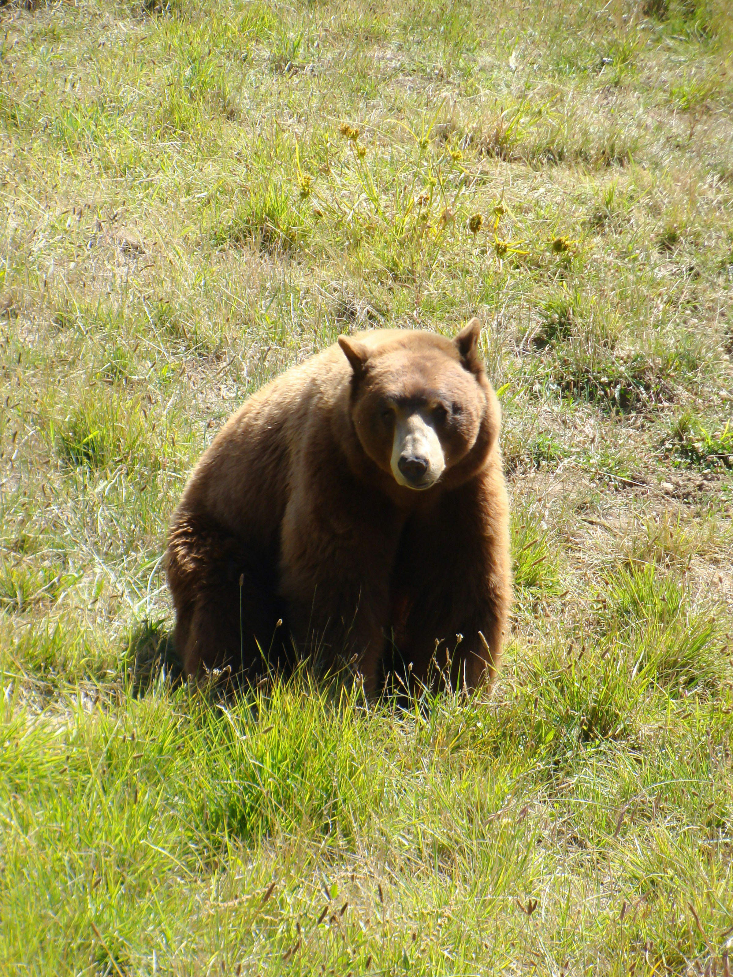 Majestic Grizzly in Sunlit Meadow