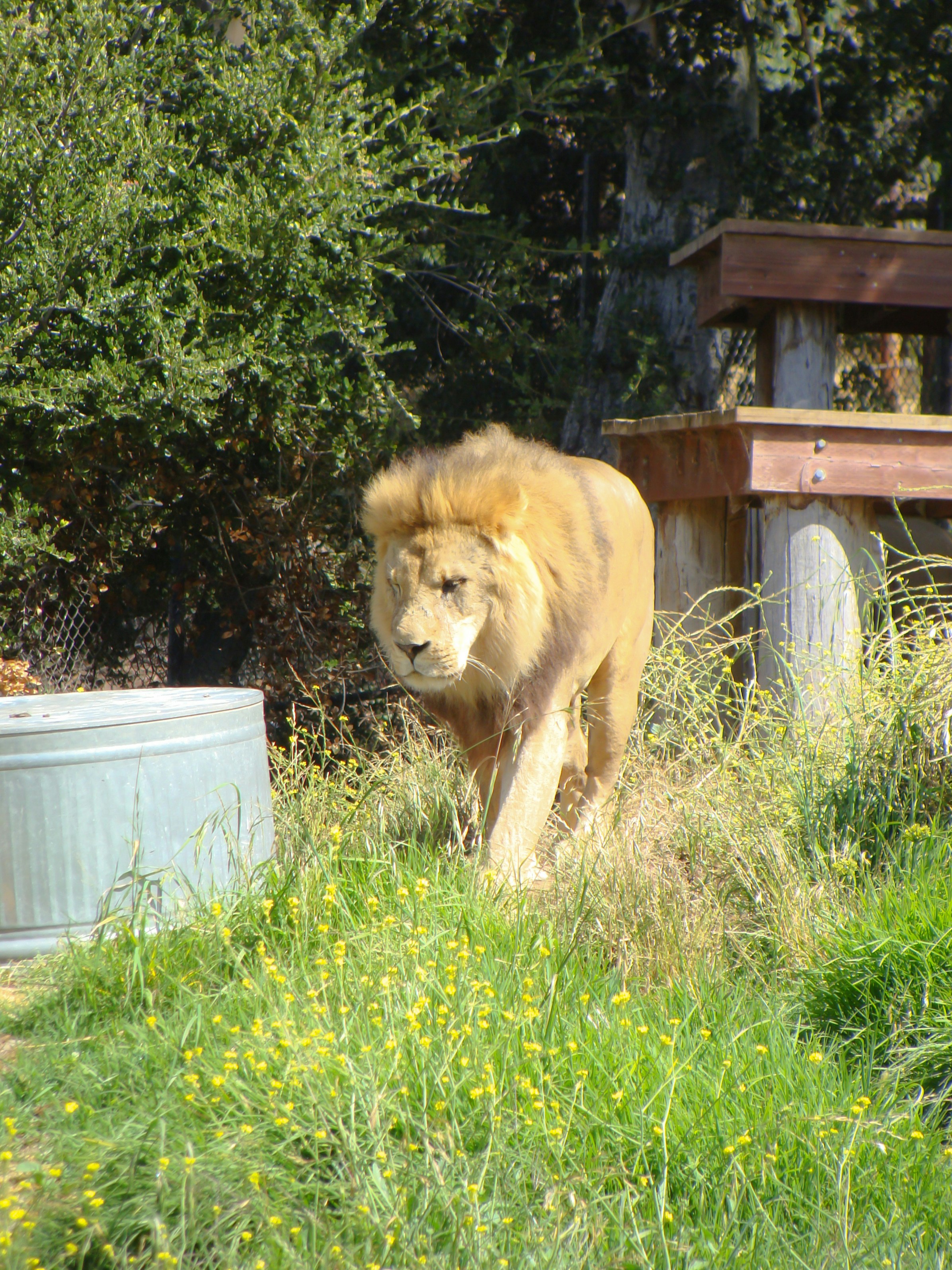 Majestic stroll: a lion strides through sunlit enclosure