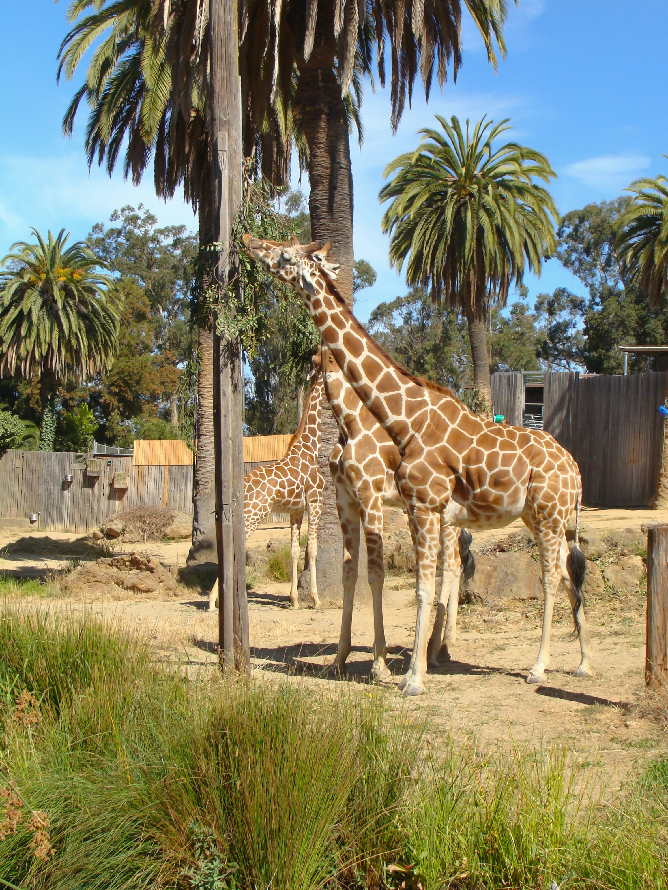 Giraffes by the Palm Trees in Sunny Enclosure
