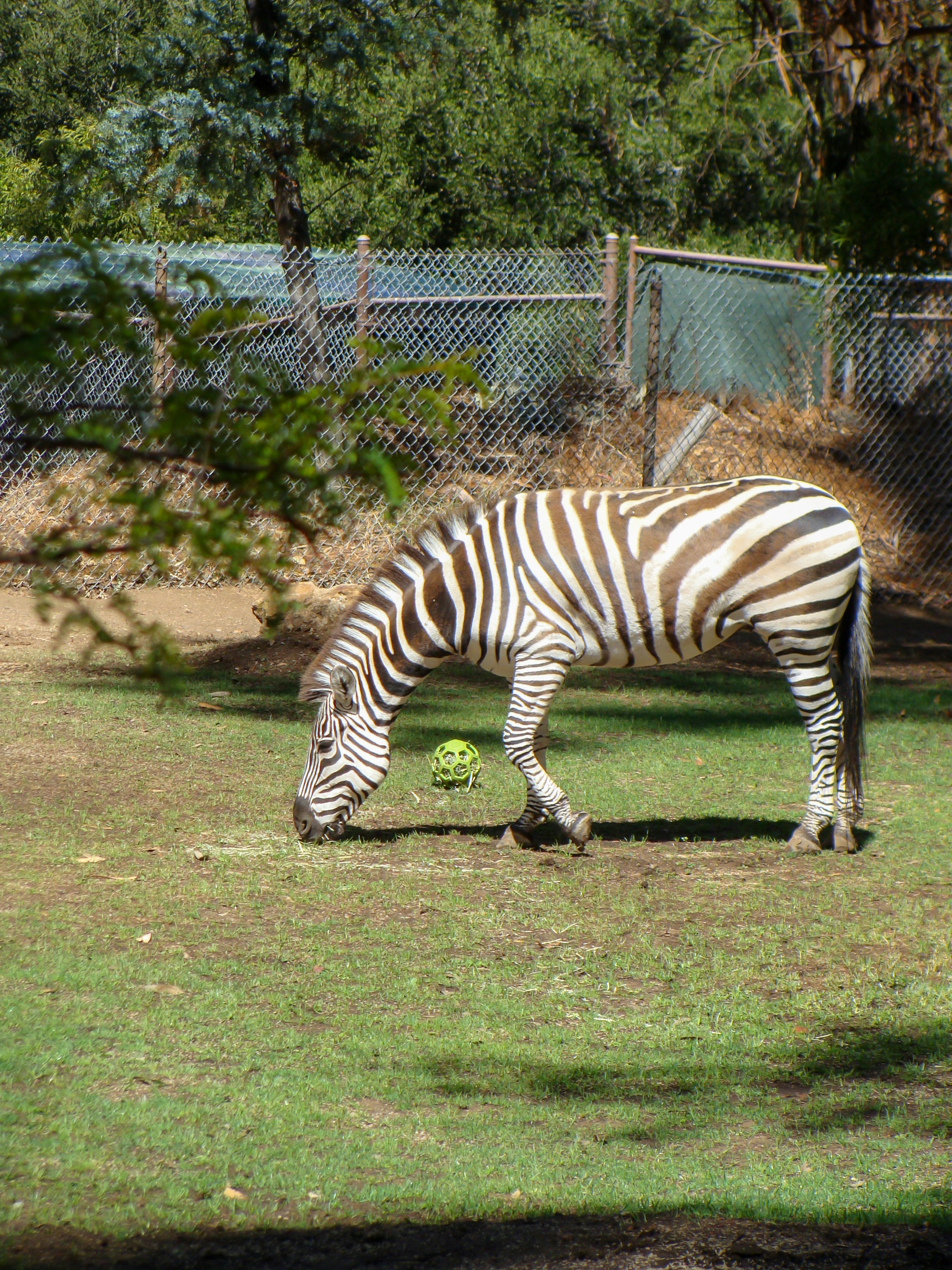 Zebra in a Safe Enclosure Plays with a Wary Tennis Ball