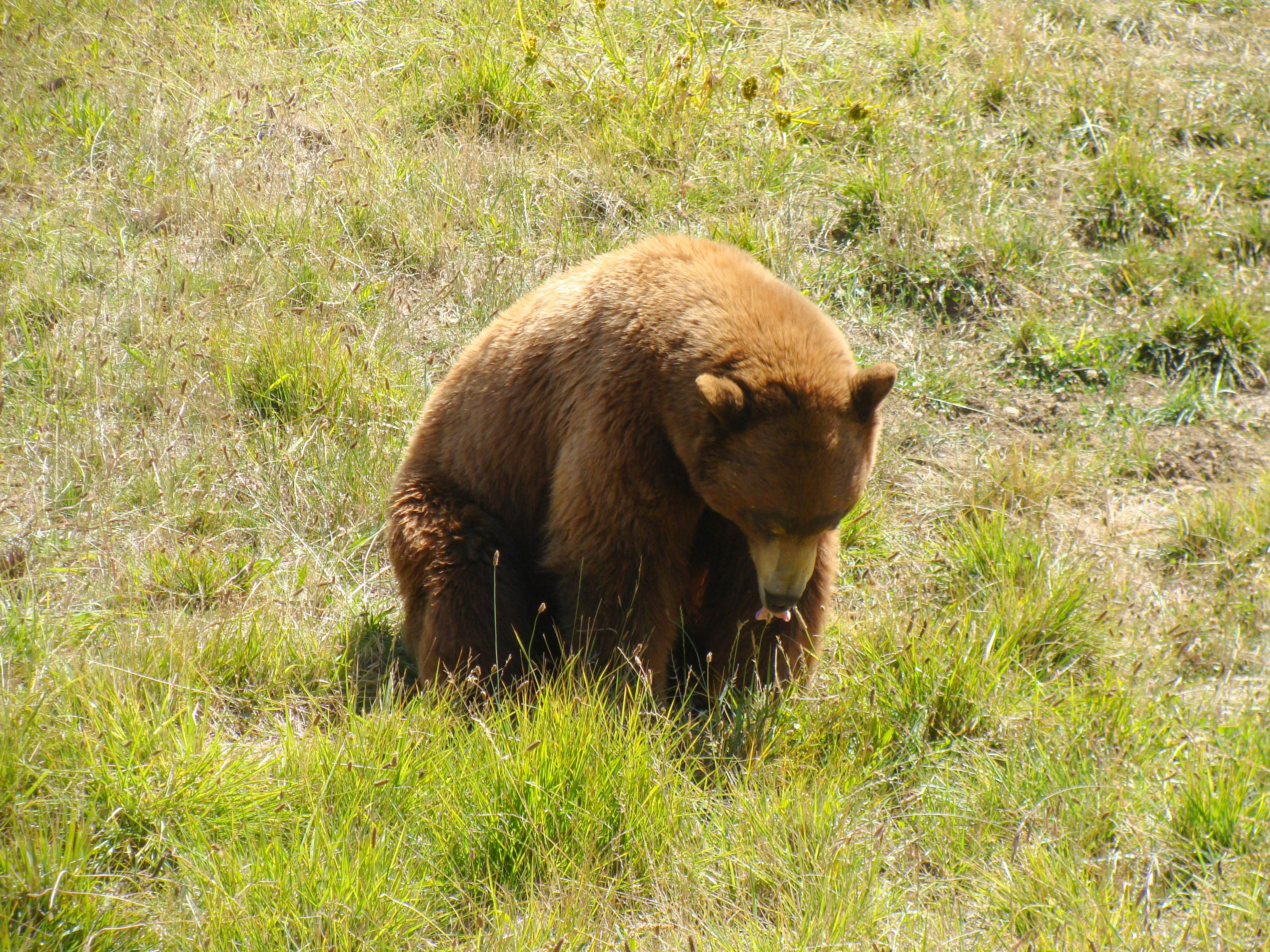 Primal Watch: A Grizzly Bends to Inspect Spring Grass