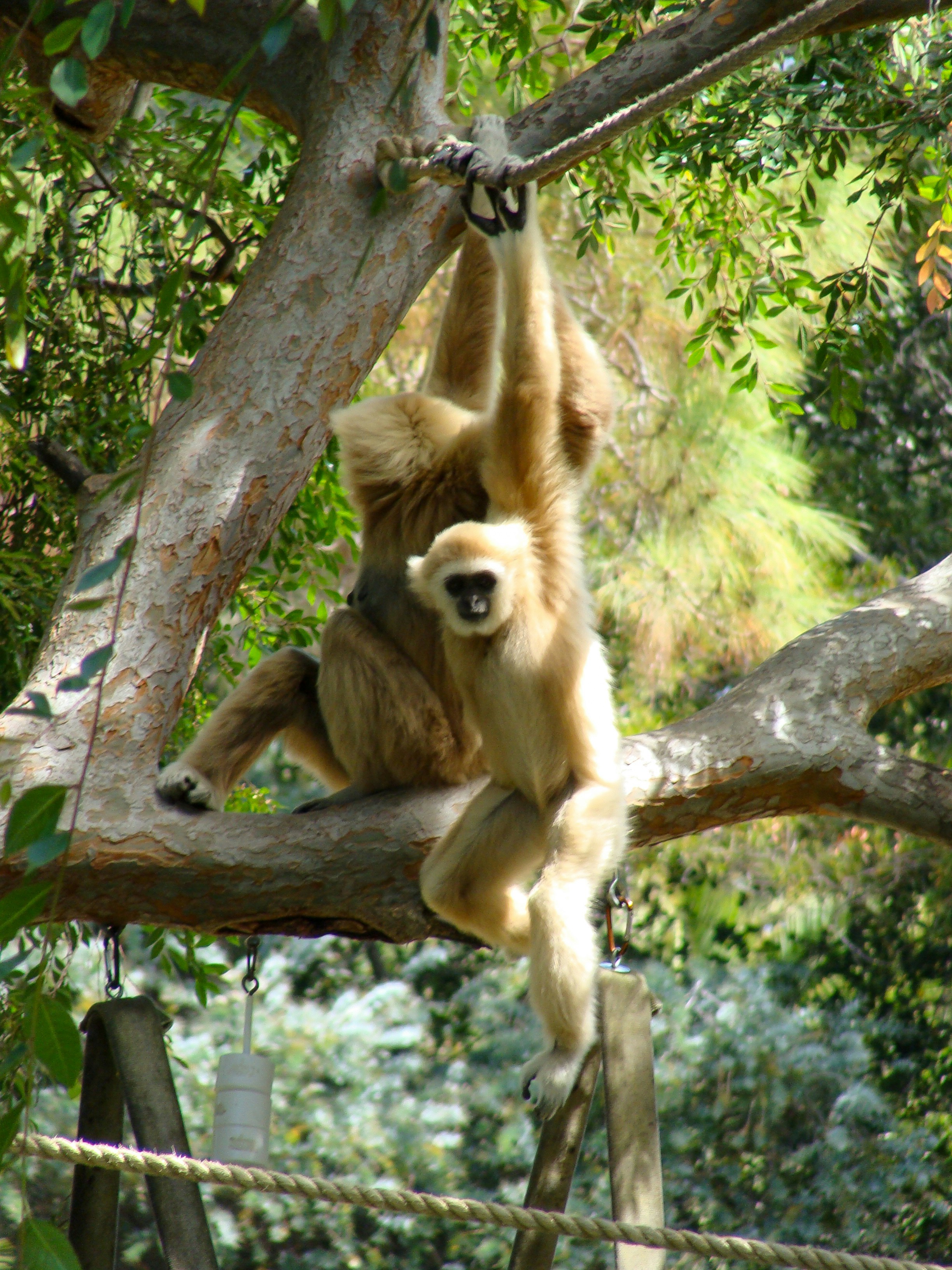 Golden Gibbon Grasp: A Two-Threaded Moment in the Canopy
