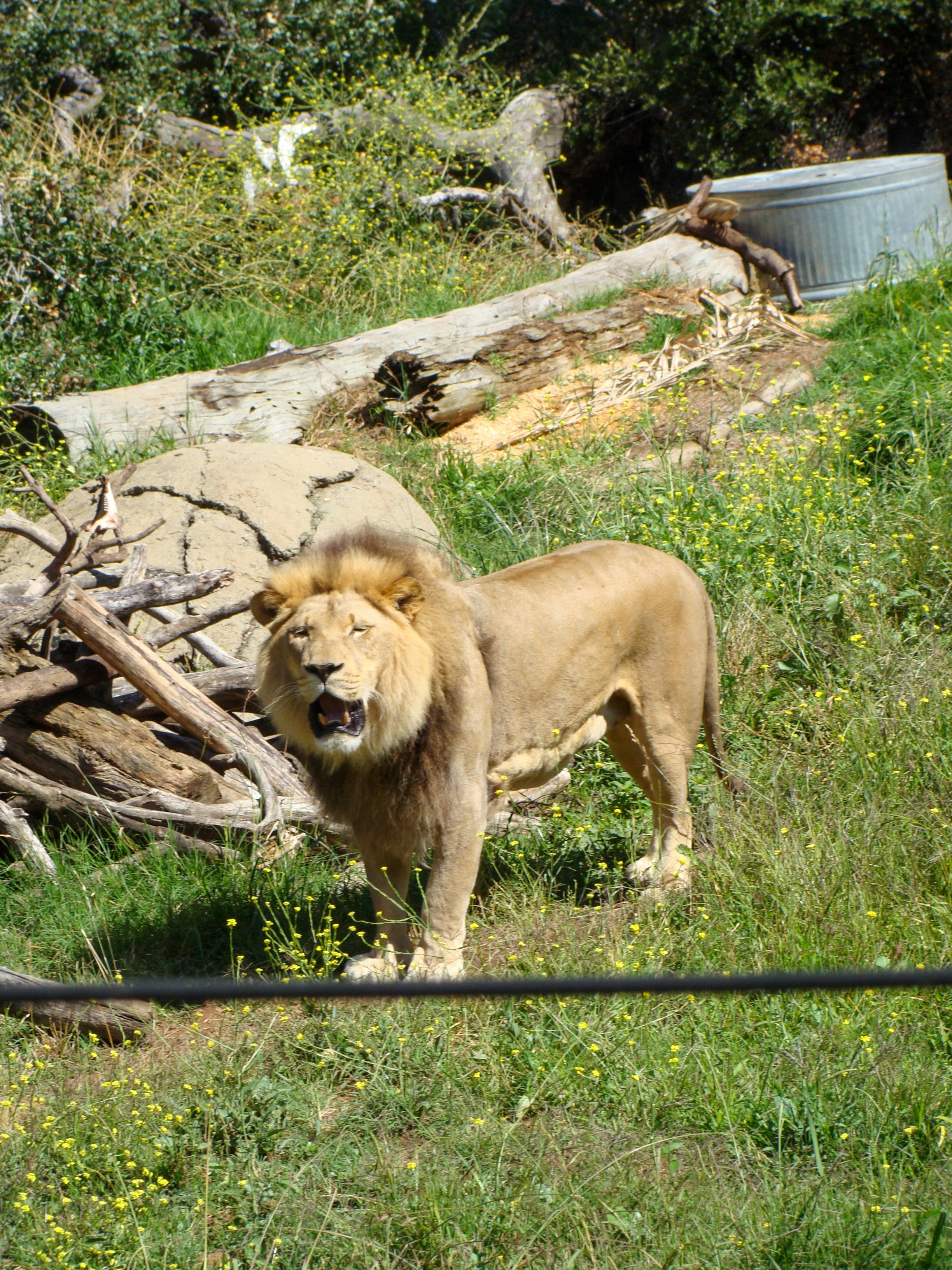 Majestic Sentinel in Sunlit Exhibit