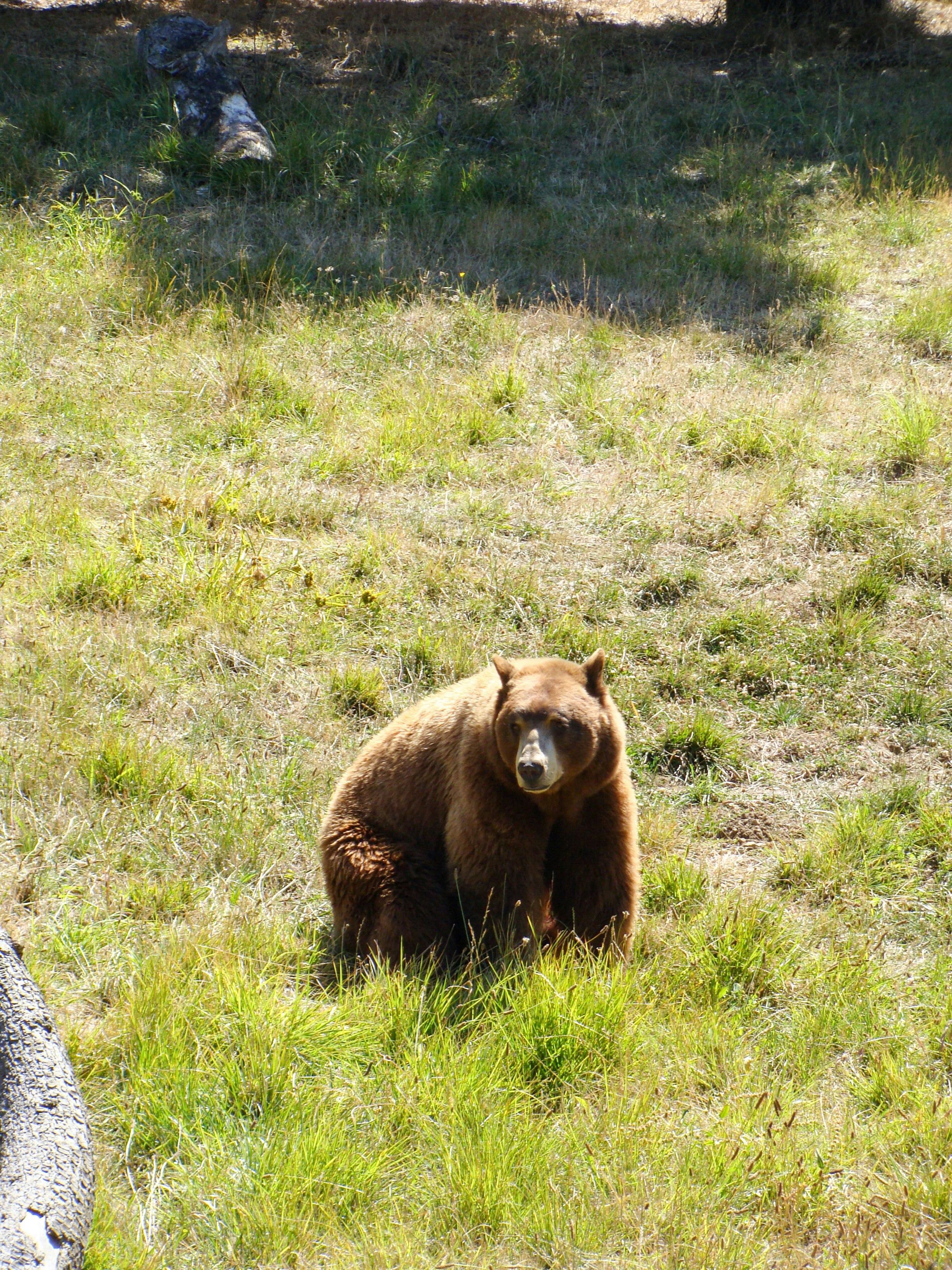 Brown bear in sunlit meadow with a dog lurking in the shade