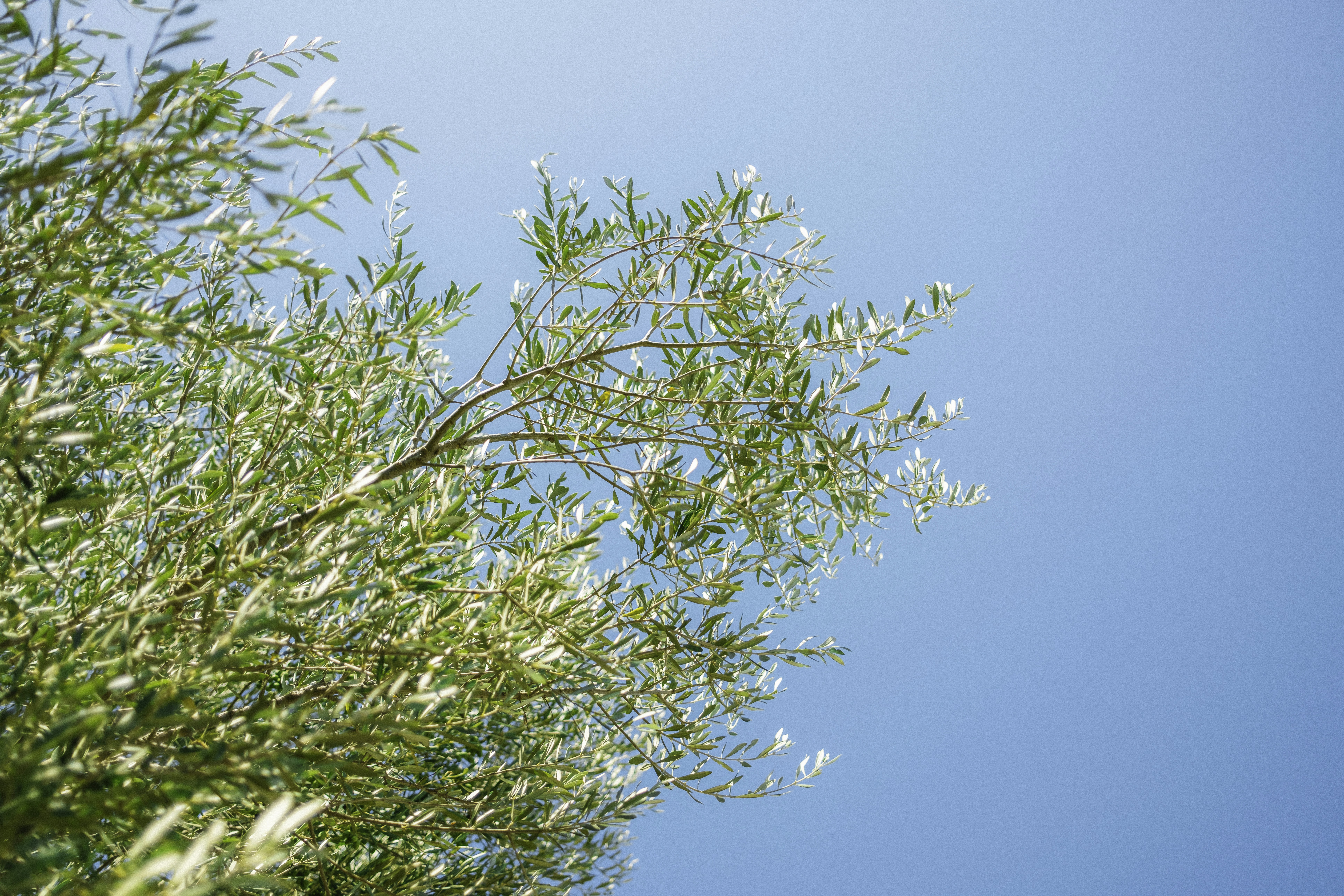 Low-angled glance at sunlit olive branches against a clear sky