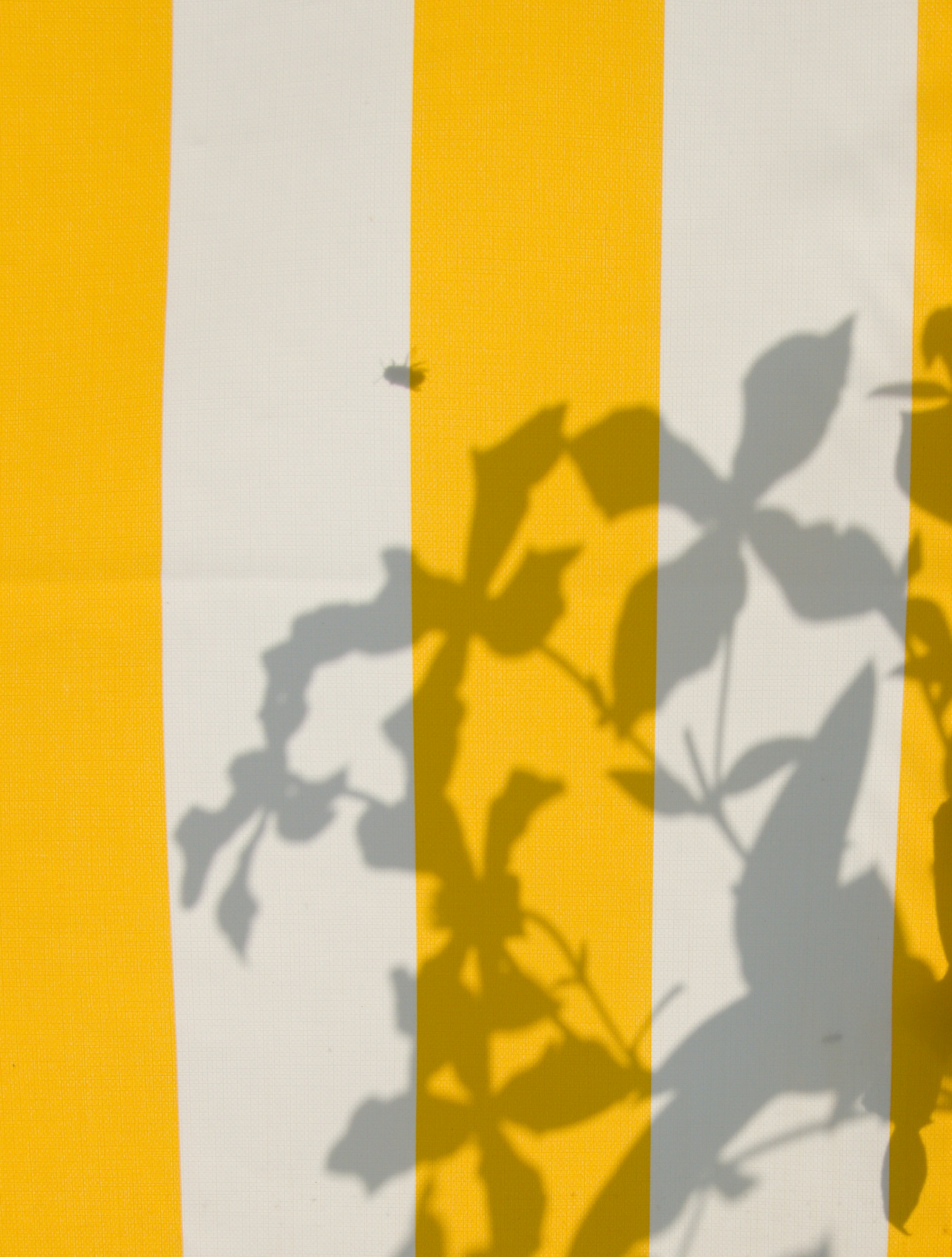 Vertical Stripes and Shaded Veil: Shadow Play on a Yellow Field