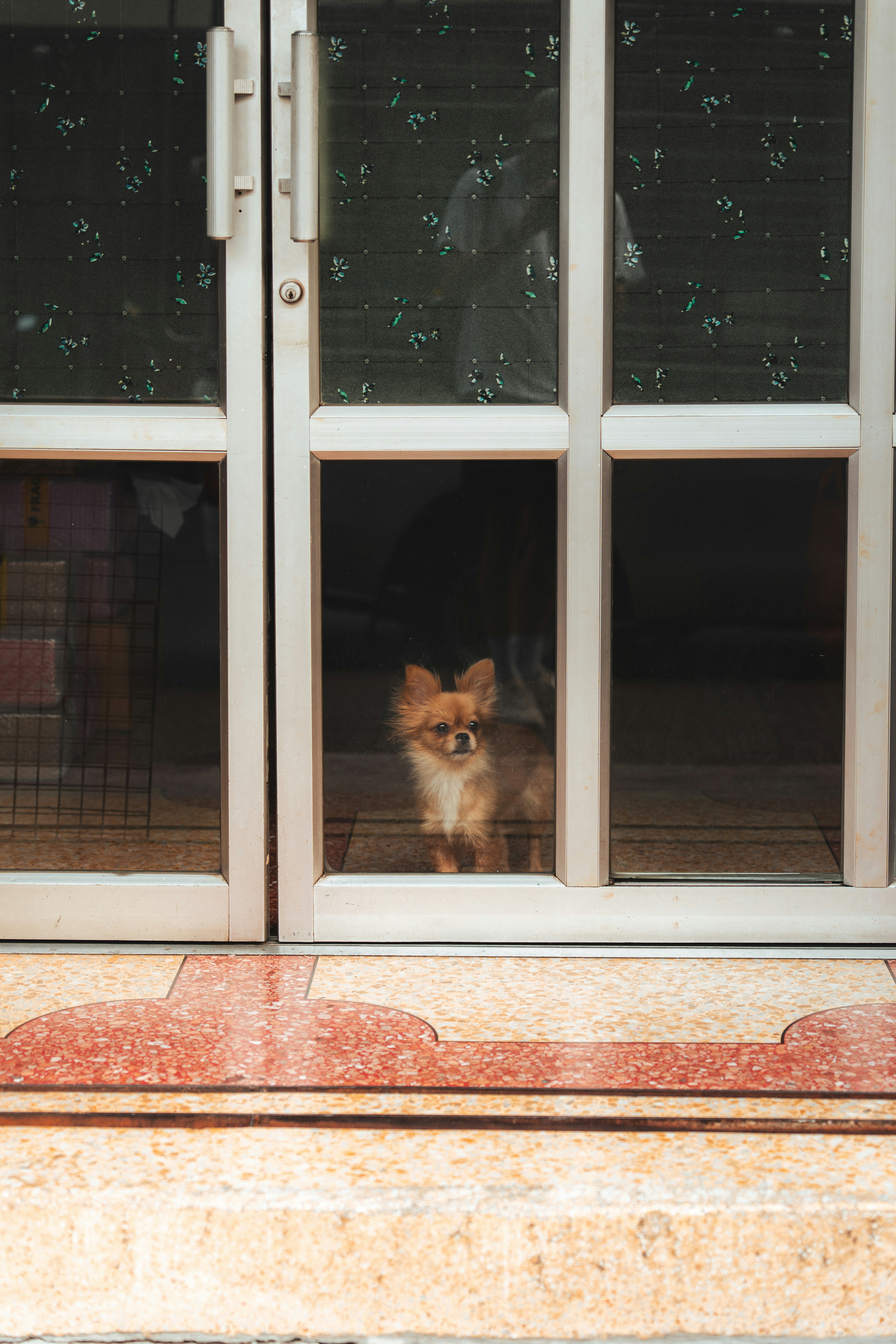 Tiny Guardian at the Door: A Pomeranian Behind Glass