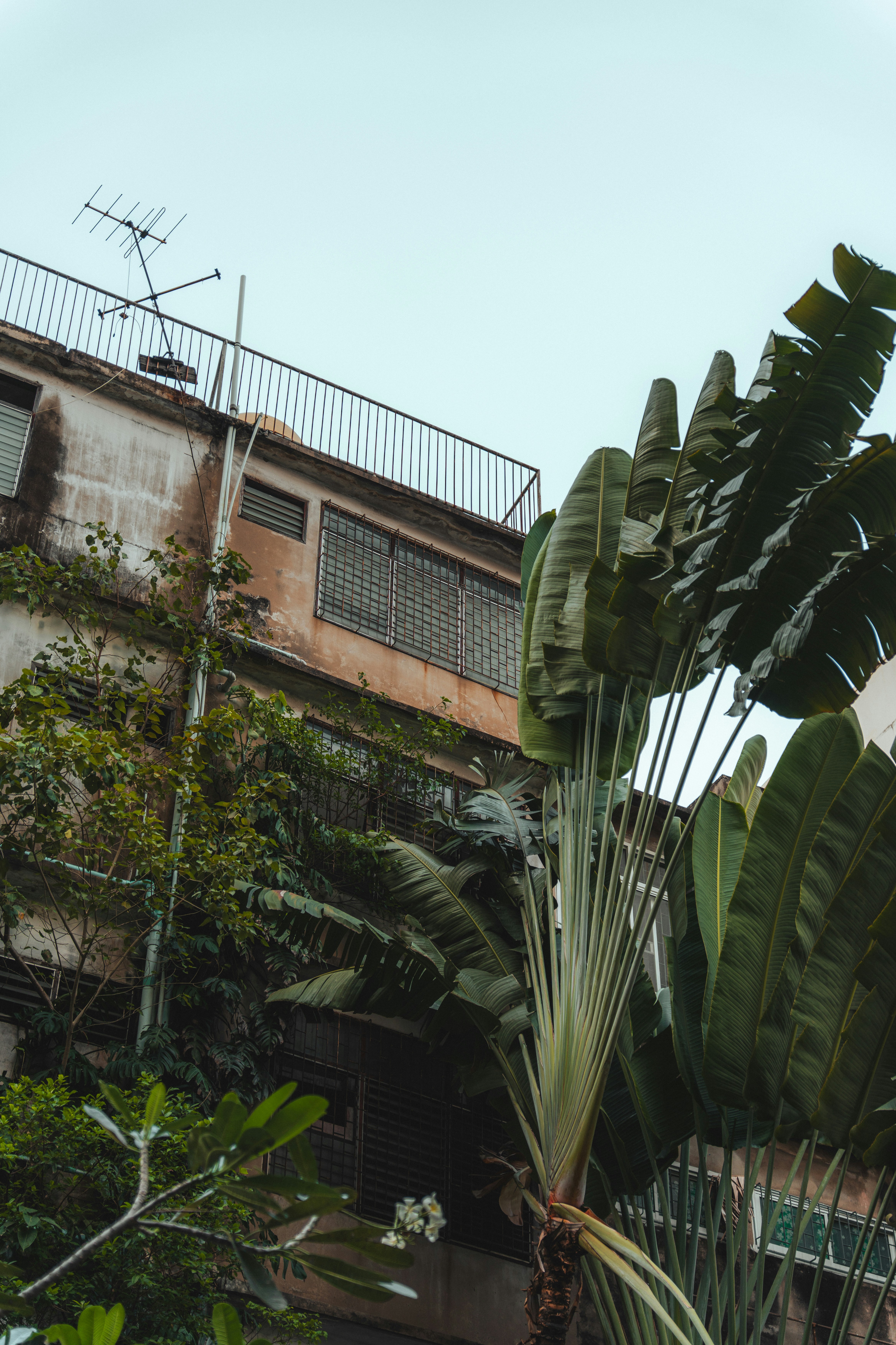 Urban Oasis: Banana Leaves Against a Weathered Terrace