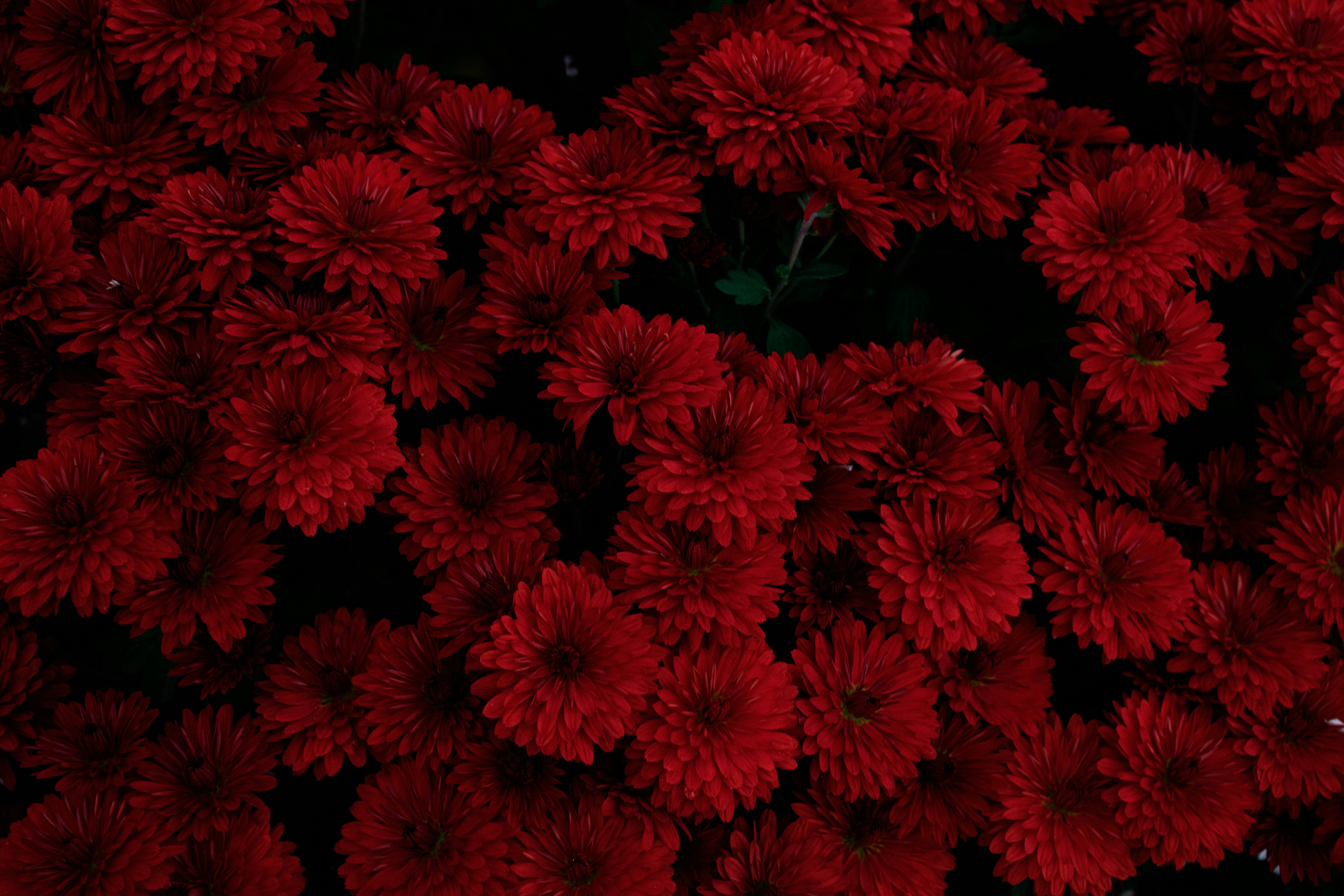 Crimson Velvet Blossoms: An Ocean of Chrysanthemums