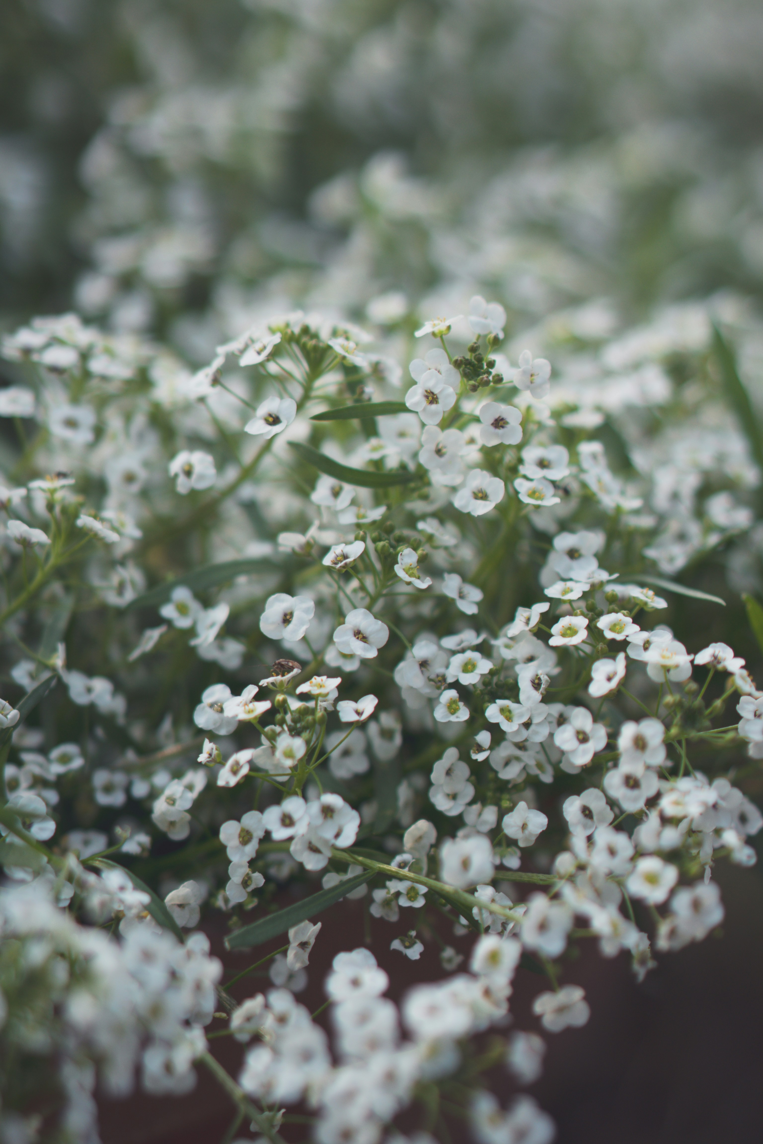 Whispers of White: a meadow of tiny blooms in soft focus